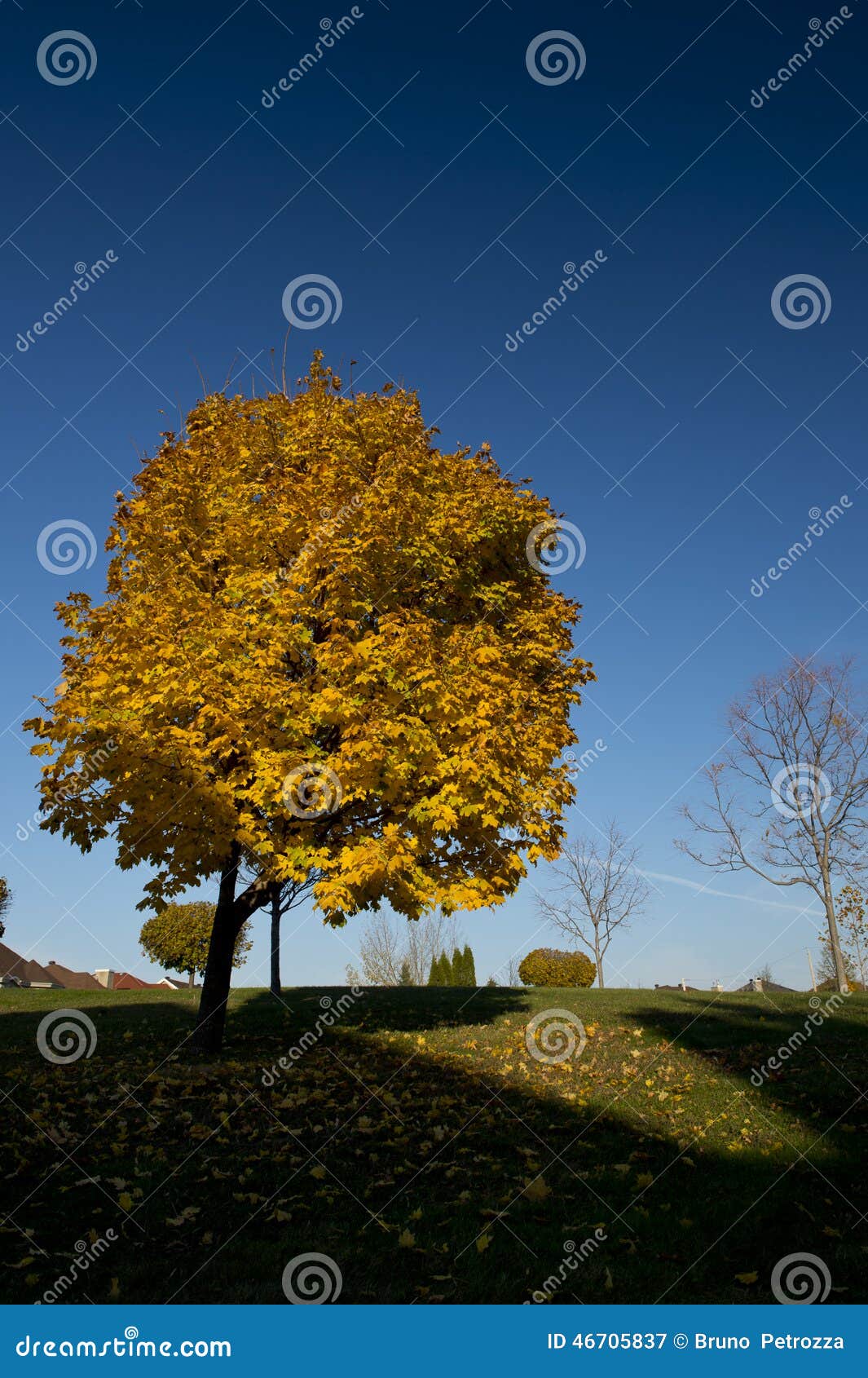 Yellow Maple Tree in the Fall Stock Image - Image of late, orange: 46705837