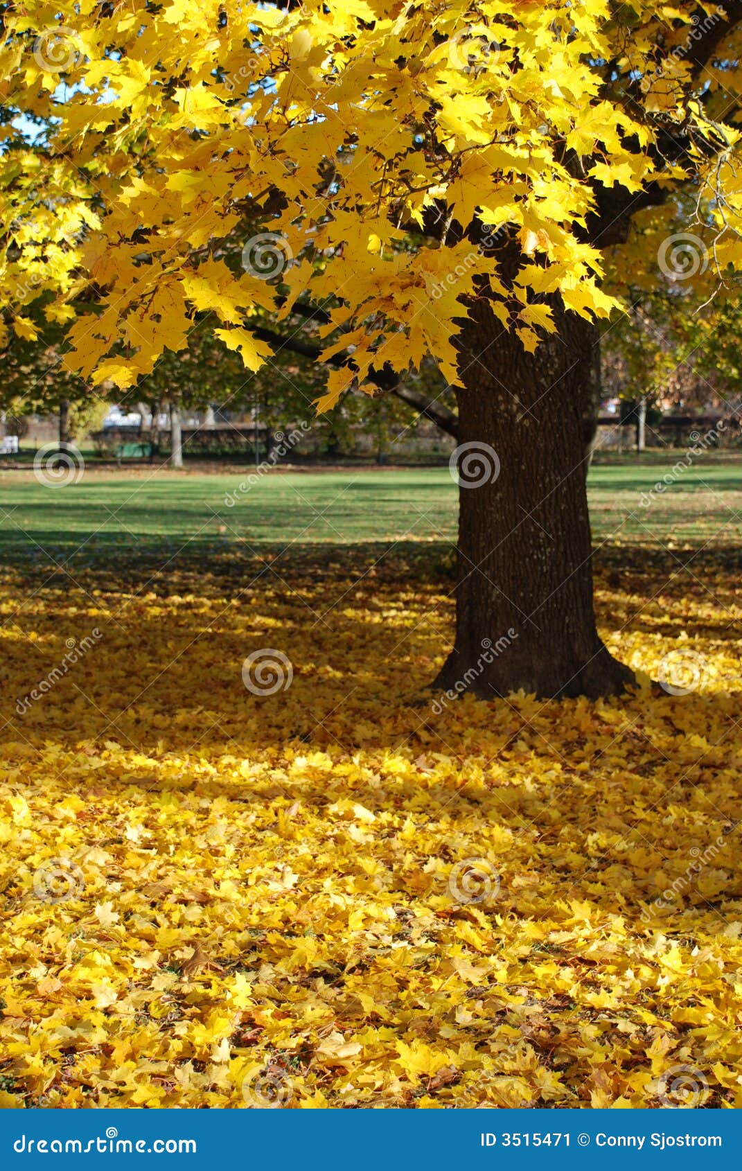 Yellow Maple Tree and Leaves Stock Image - Image of foliage, colourful ...