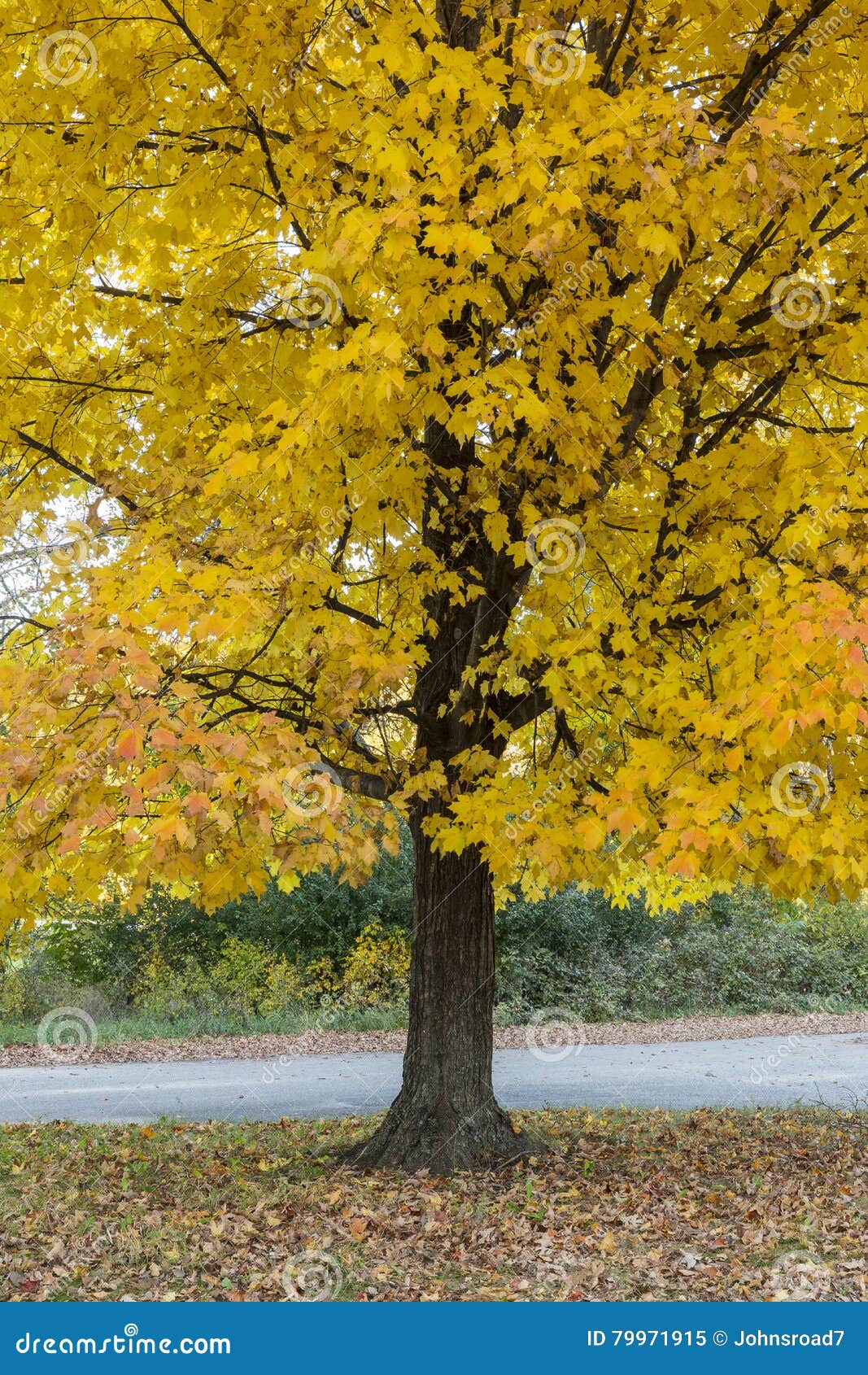 Yellow Maple Tree stock image. Image of maple, outdoors - 79971915