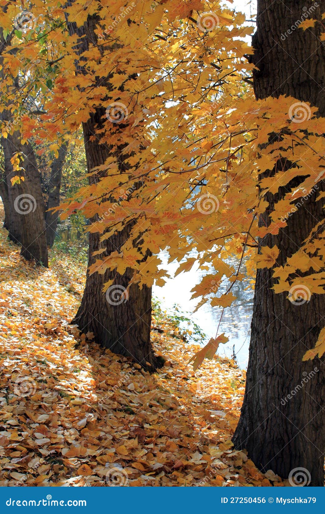 Yellow maples stock photo. Image of tree, orange, carpet - 27250456