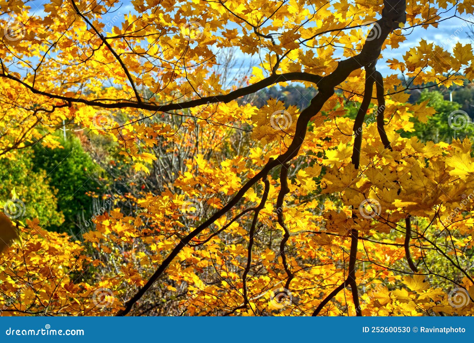 Yellow Maples Going Down the Valley - Fall in Central Ontario, Canada ...