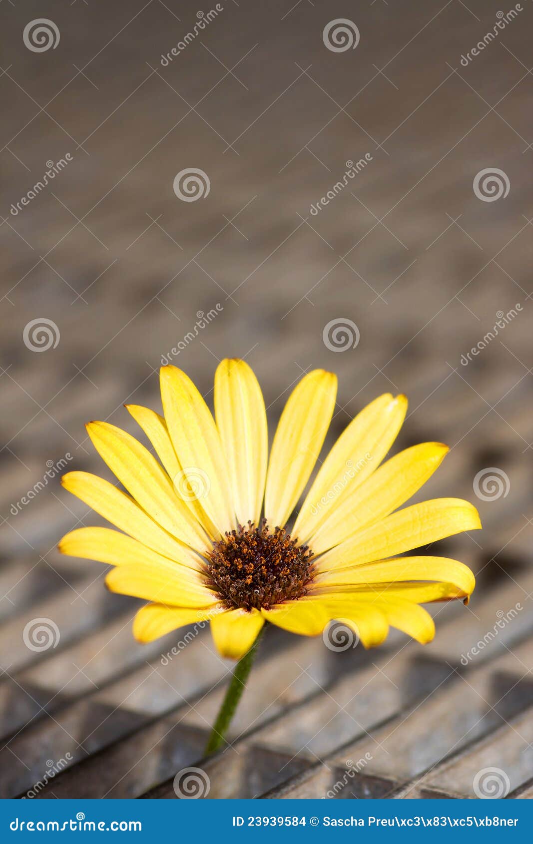 Yellow marguerite stock photo. Image of plant, flower - 23939584