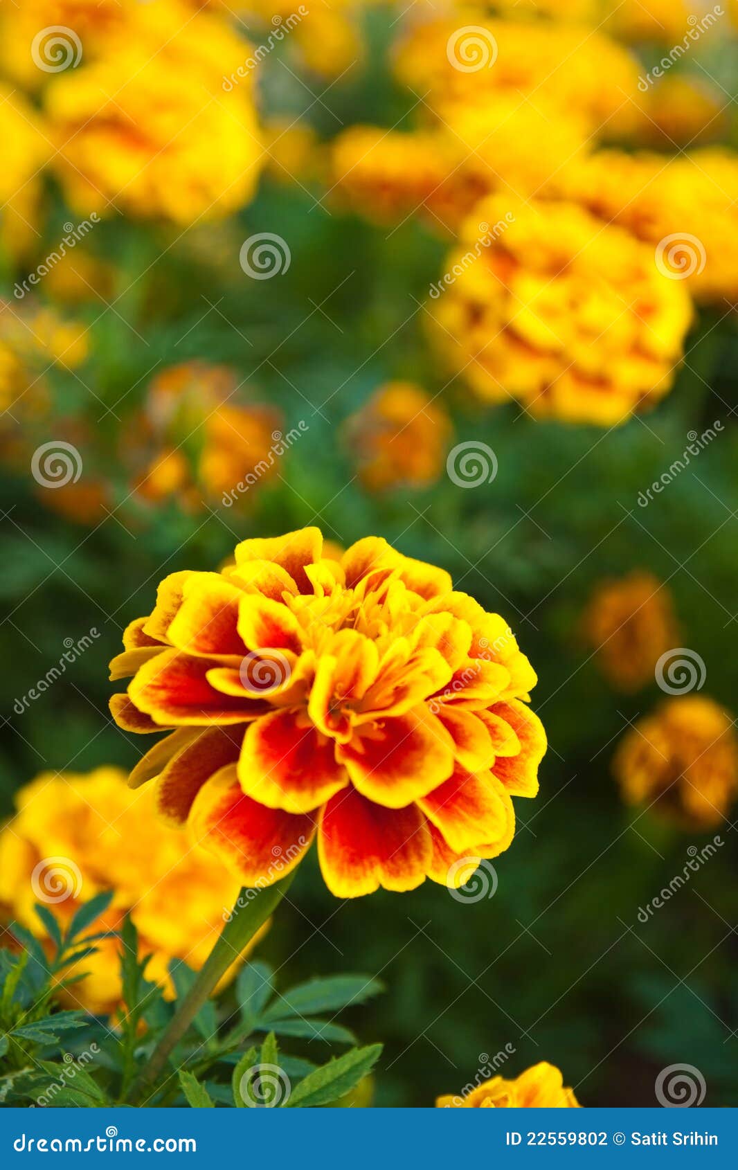 The yellow marigold stock photo. Image of green, bright - 22559802