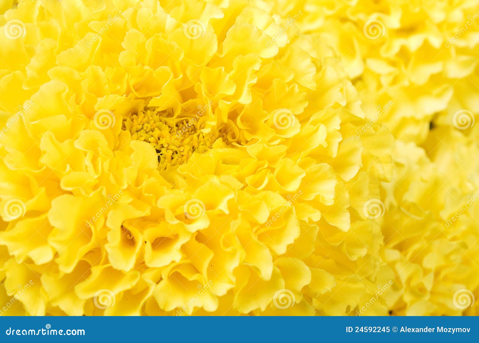 Yellow marigold stock image. Image of background, closeup - 24592245