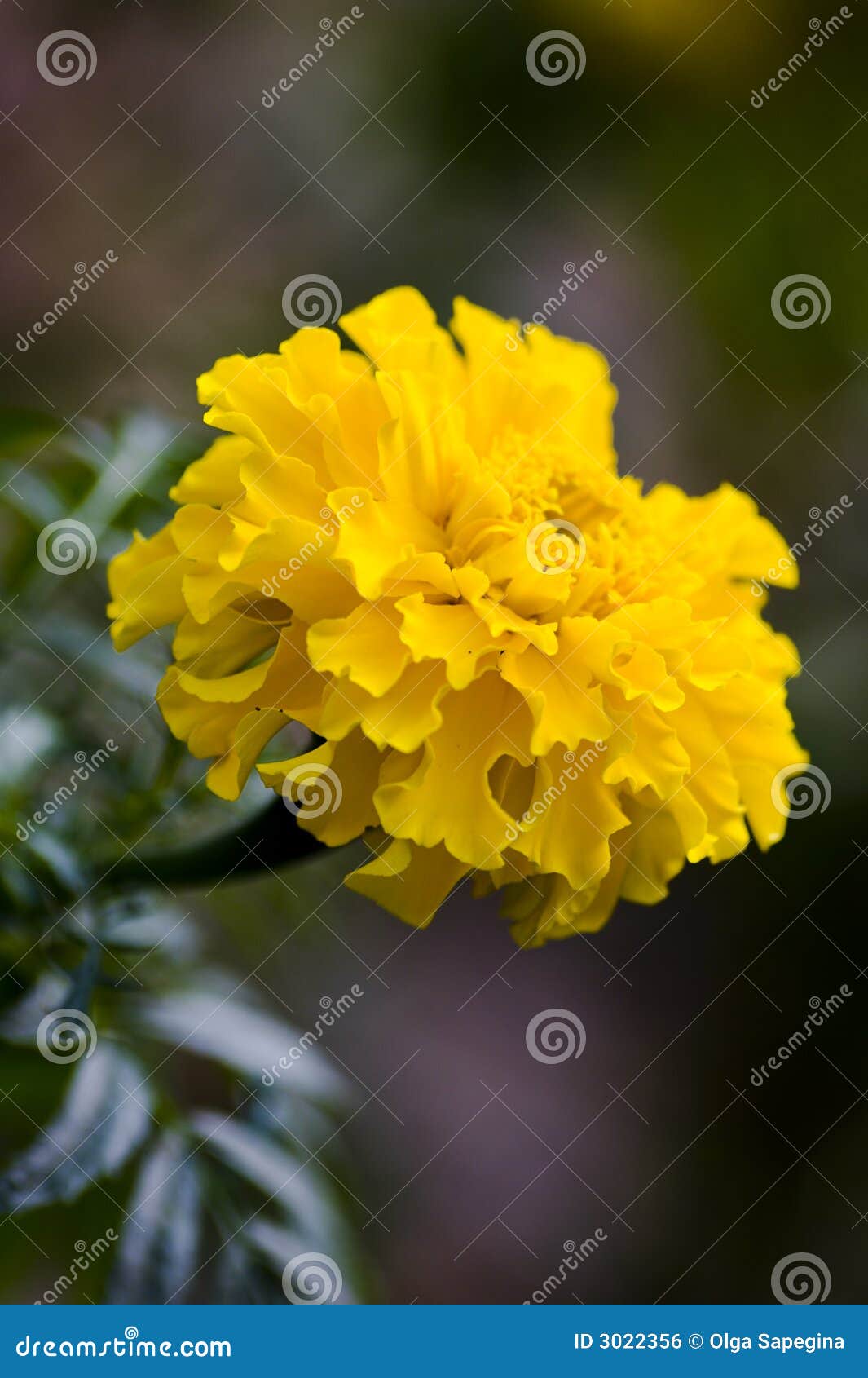 Yellow marigold stock photo. Image of marigold, freshness - 3022356
