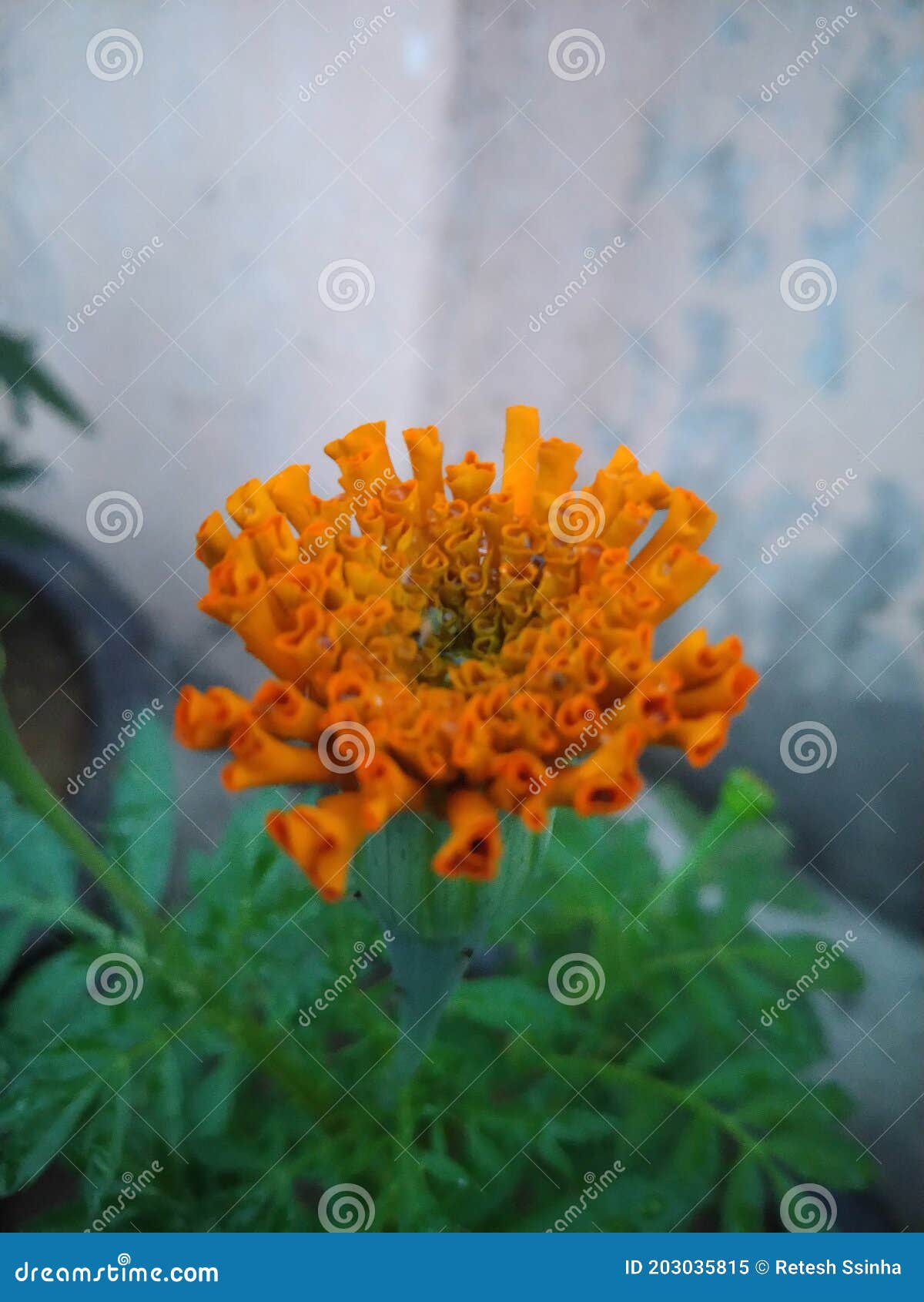 Yellow Marigold Flower Buds Stock Image - Image of shrub, green: 203035815