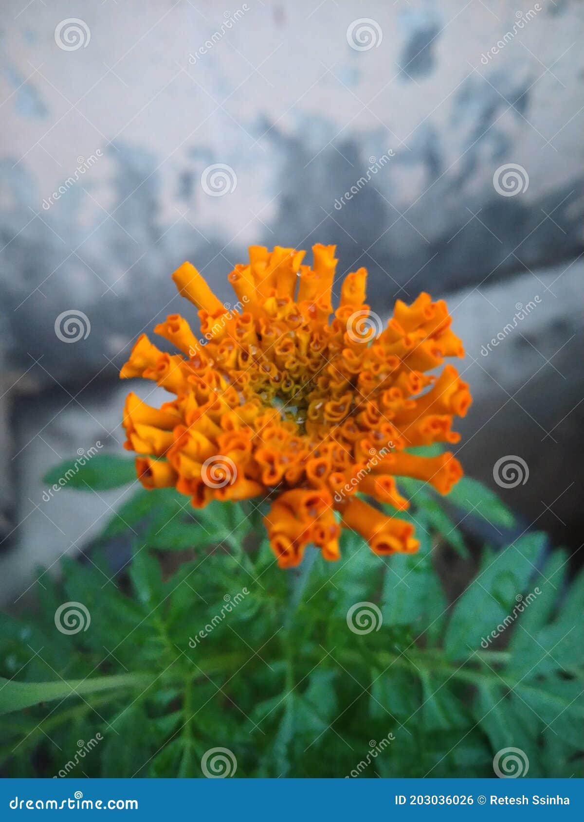 Yellow Marigold Flower Buds Stock Photo - Image of shrub, flower: 203036026