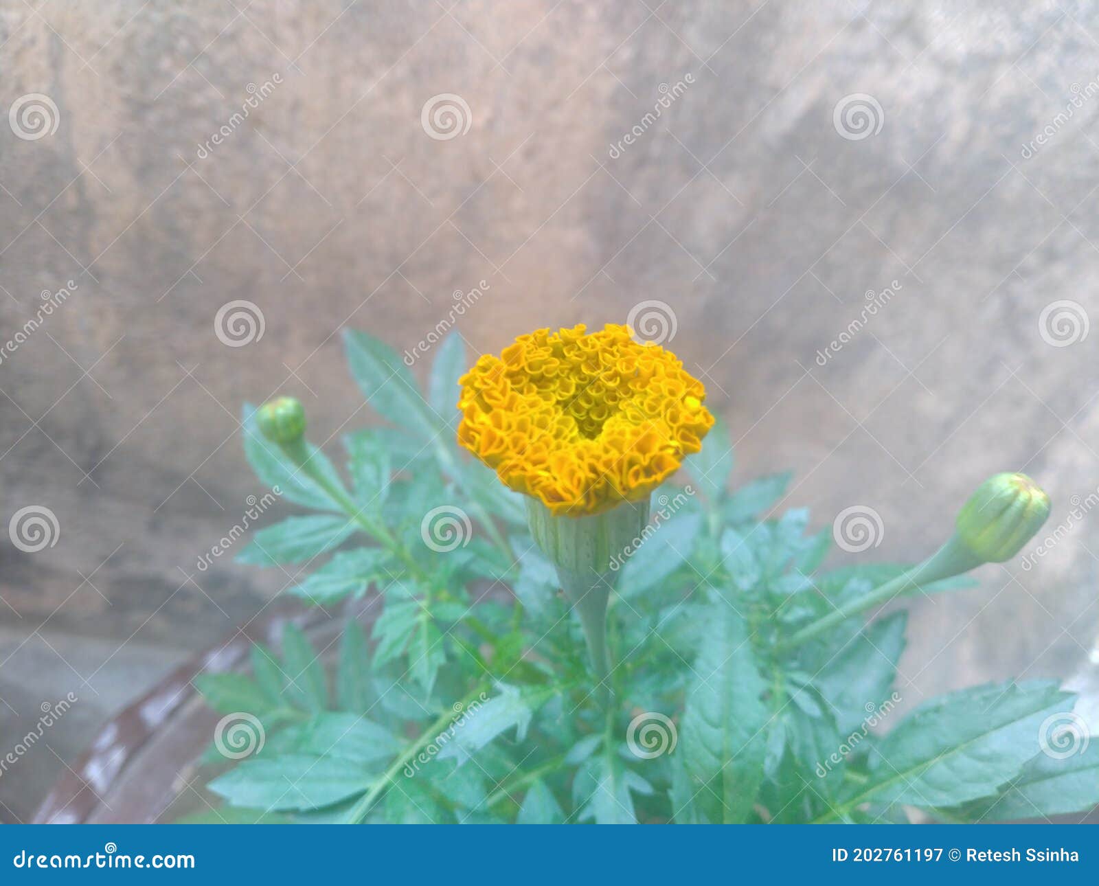 Yellow Marigold Flower Buds in the Garden Stock Image - Image of ...