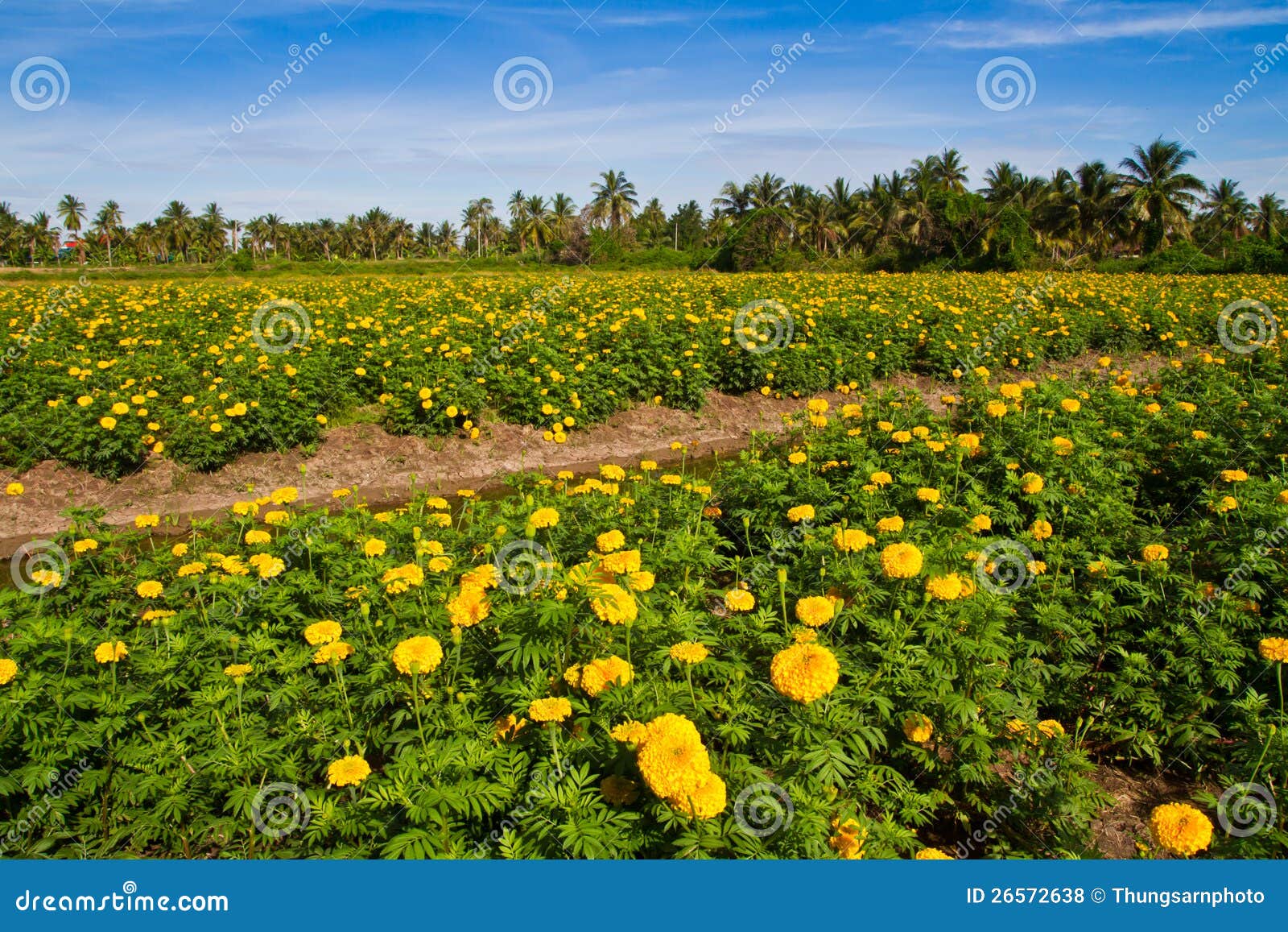 Yellow Marigold Flower Farm Stock Photo - Image of garden, farm: 26572638