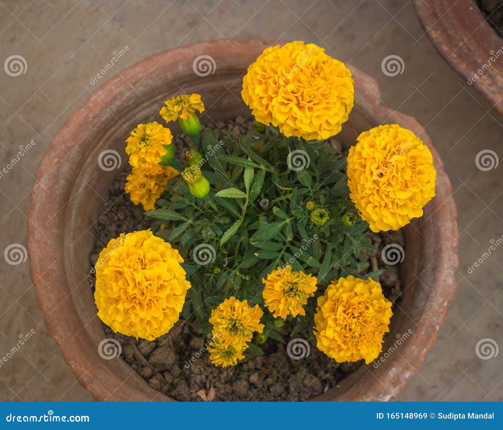 Yellow Marigold Flower in Flowering Pot Stock Image - Image of blossom ...