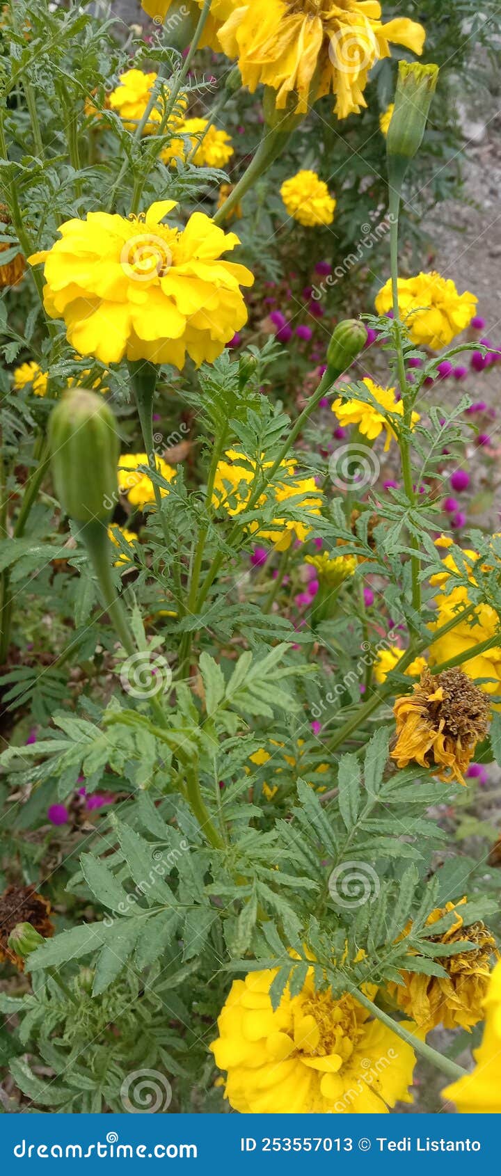 Yellow Marigold Flower Layout with Unique Texture Stock Image - Image ...