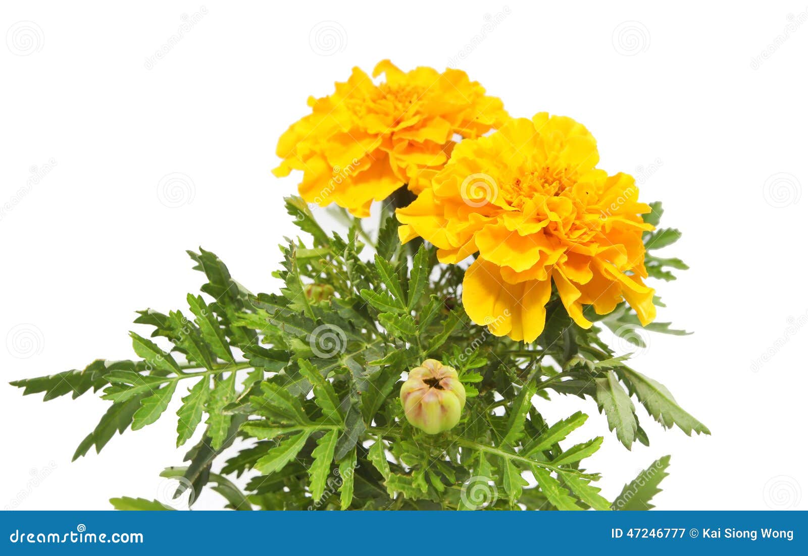 Yellow marigold stock image. Image of color, yellow, colourful - 47246777