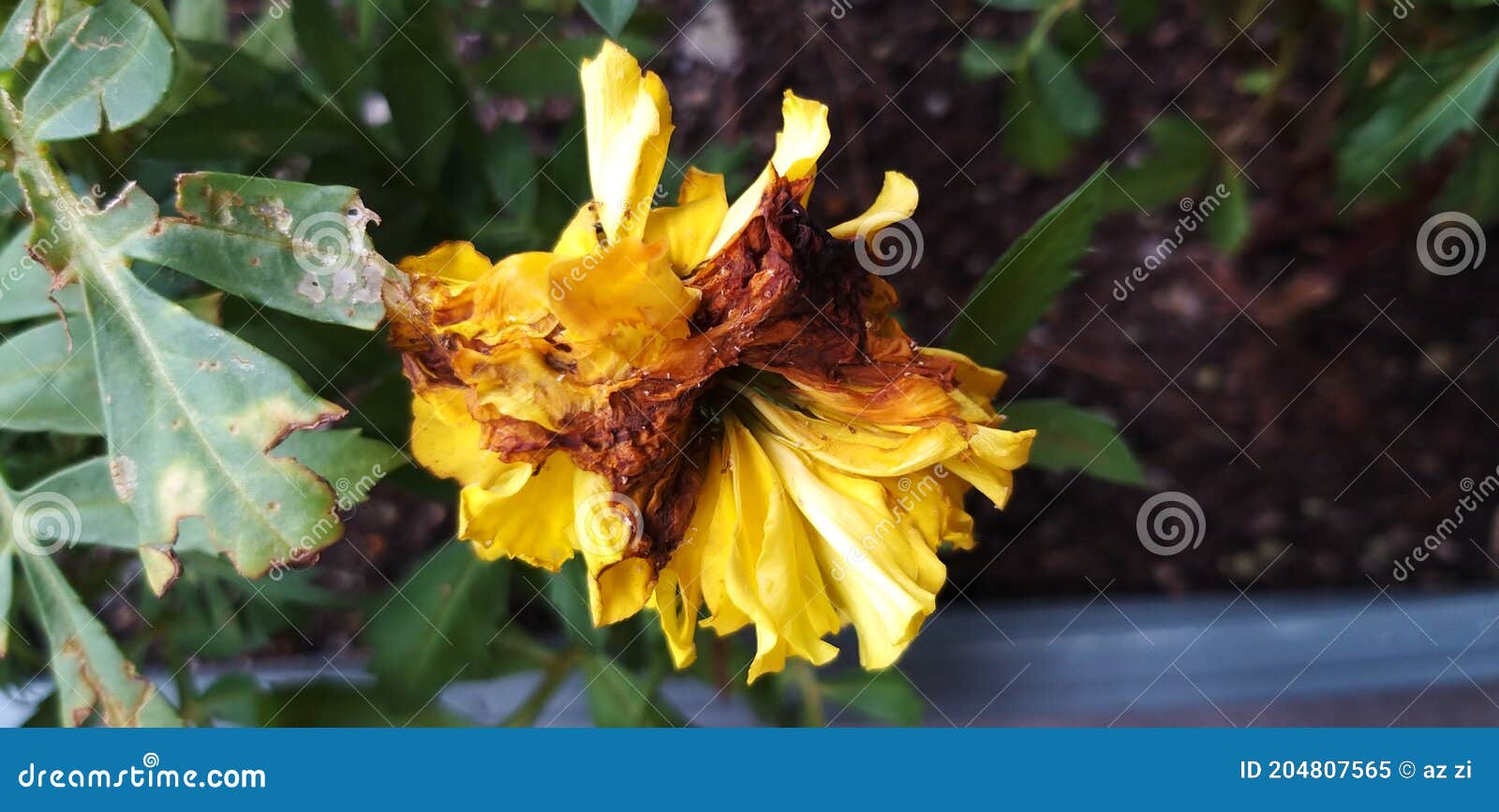 Yellow Marigold Plant Died Process Stock Image - Image of died ...