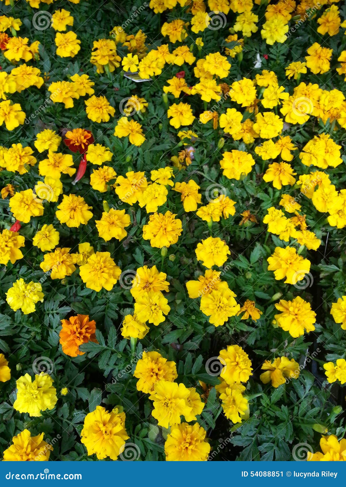 Yellow marigold stock image. Image of yellow, marigold - 54088851