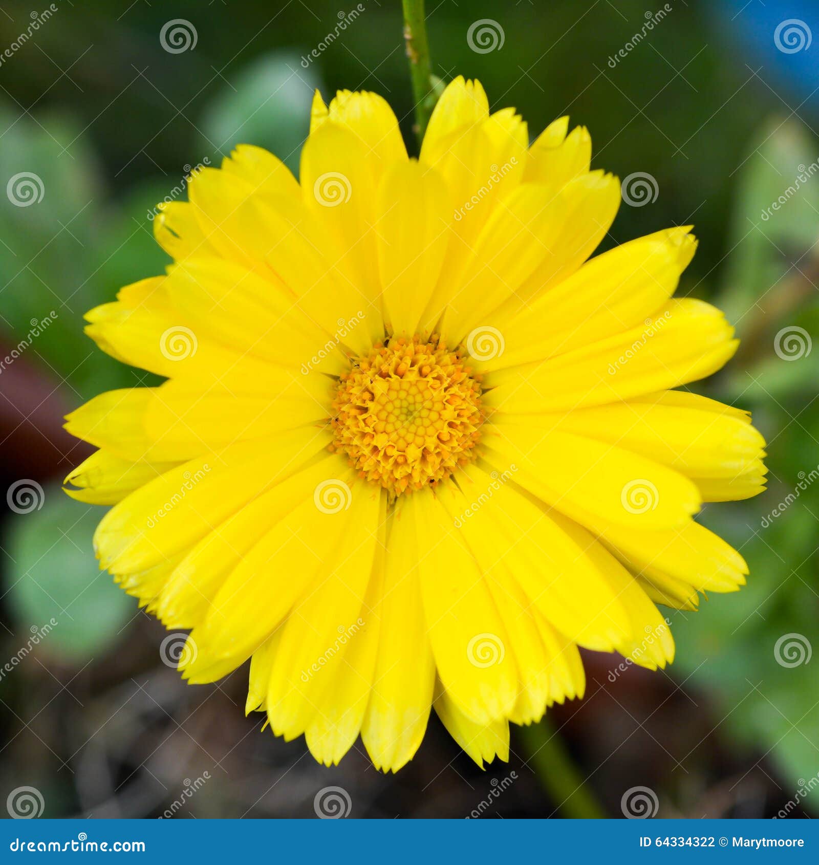 Yellow Marigold stock photo. Image of flower, daisy, calendula - 64334322