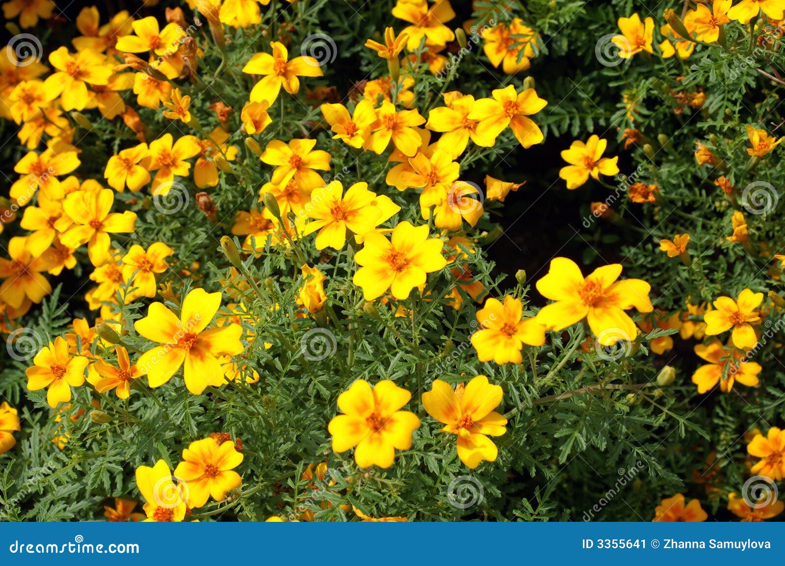 Yellow marigolds stock image. Image of happiness, blossom - 3355641