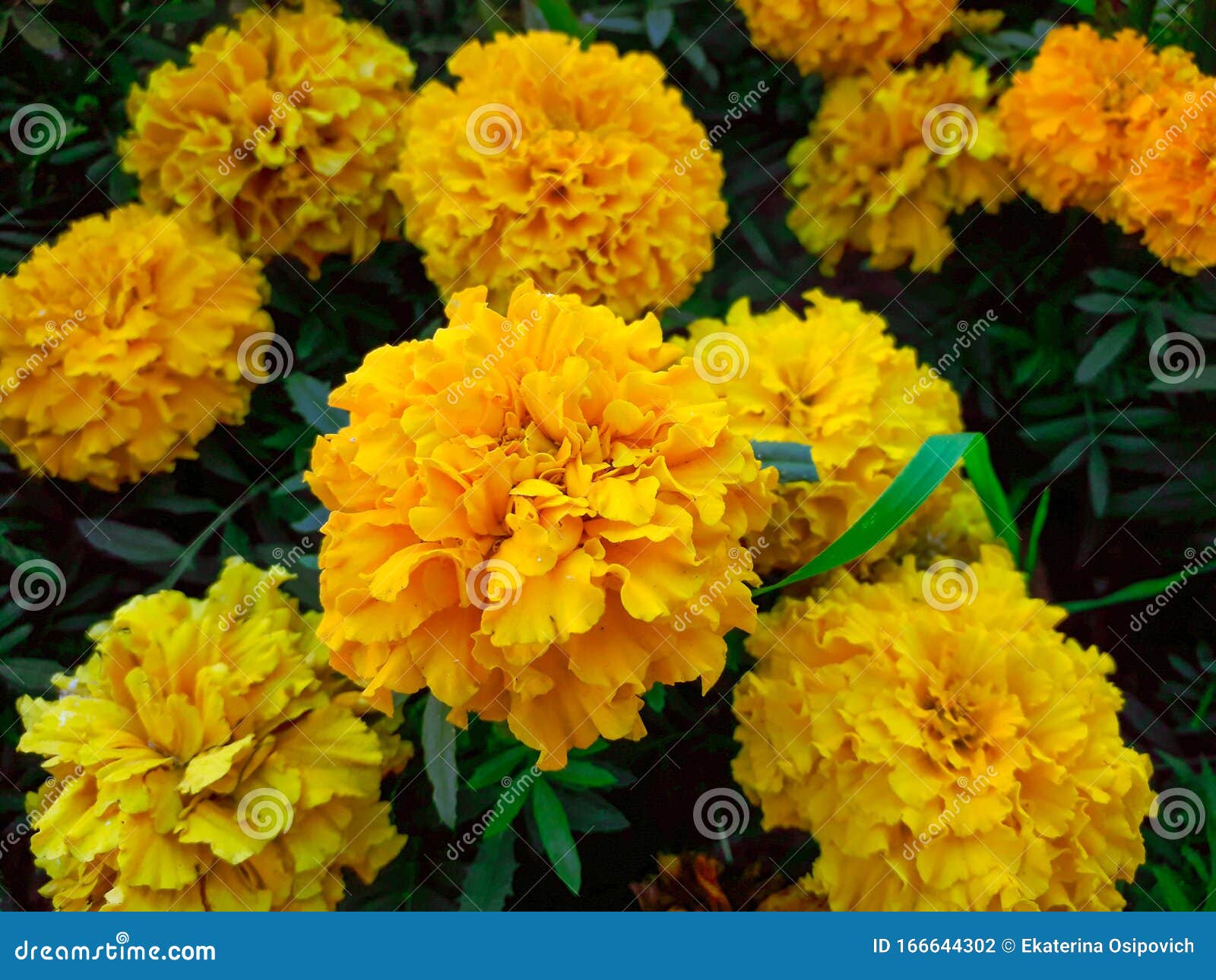 Yellow marigolds stock photo. Image of growing, yellow - 166644302