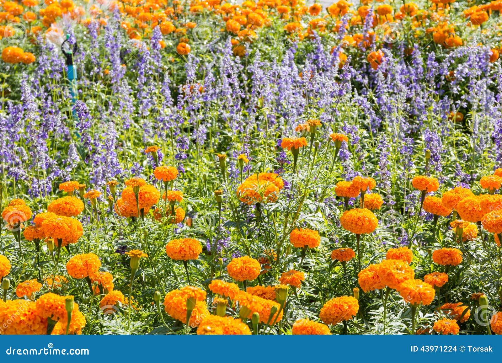 Yellow marigolds flower stock photo. Image of flower - 43971224