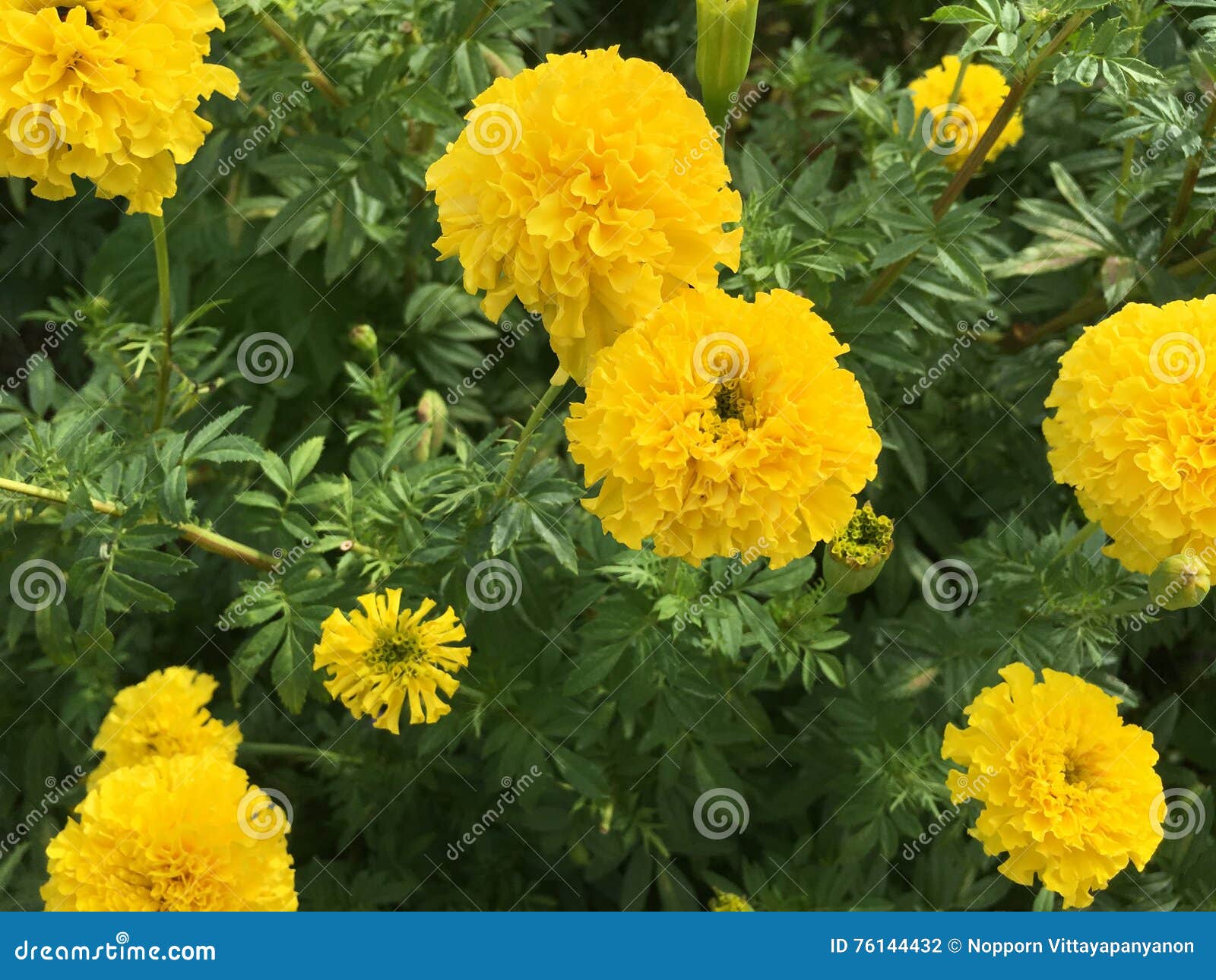 Yellow marigolds stock photo. Image of springtime, beauty - 76144432