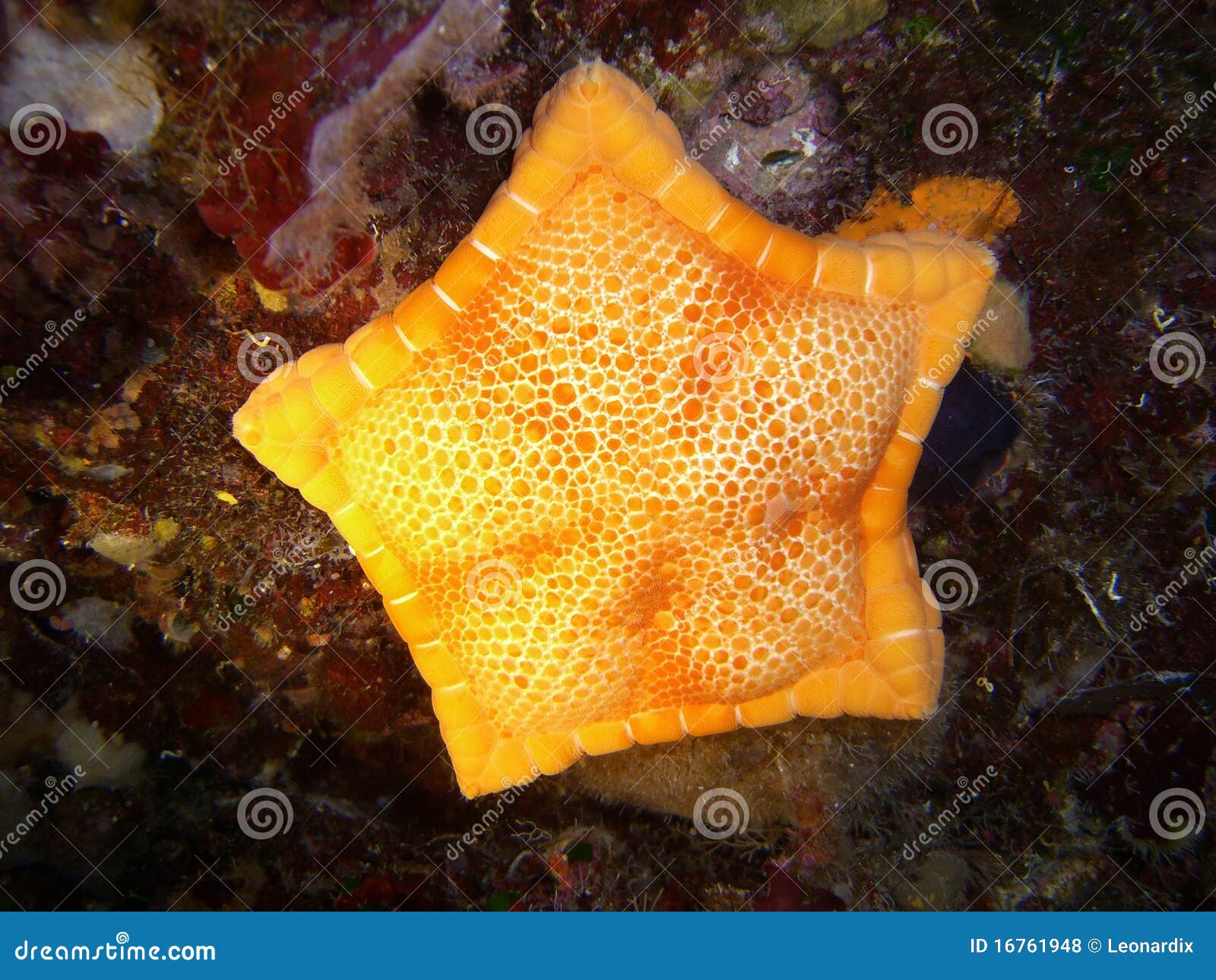 Yellow marine star stock photo. Image of fish, beauty - 16761948