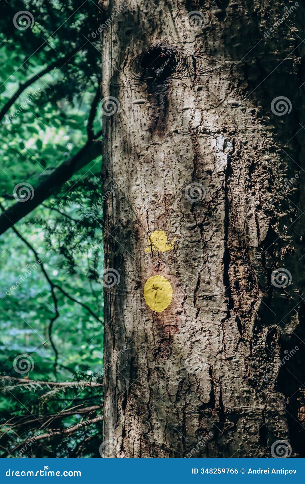 Yellow Marks on Trees in the Forest Indicating a Pedestrian or Walking ...