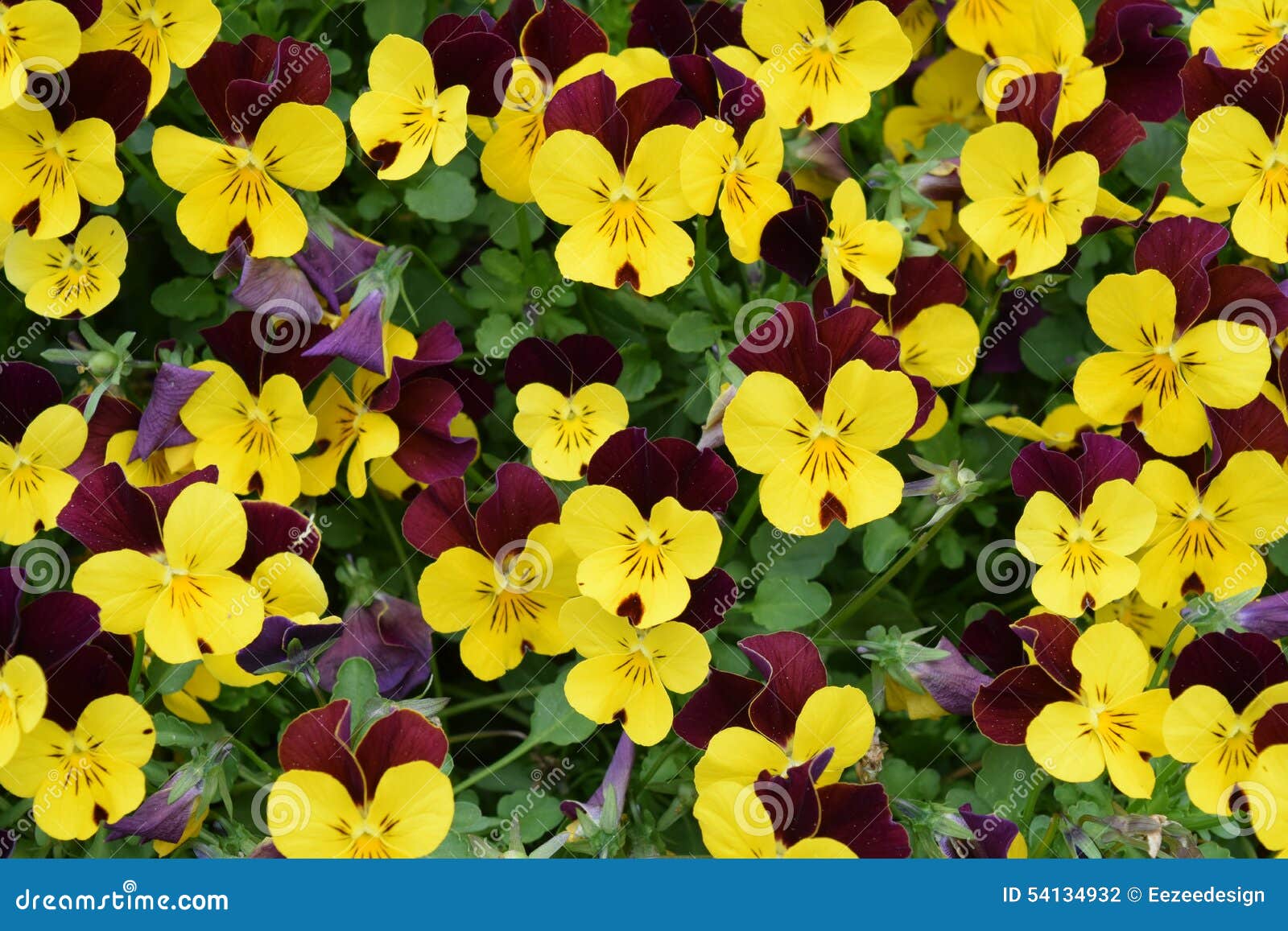 Yellow and Maroon Pansy Flowers Background Stock Photo - Image of ...