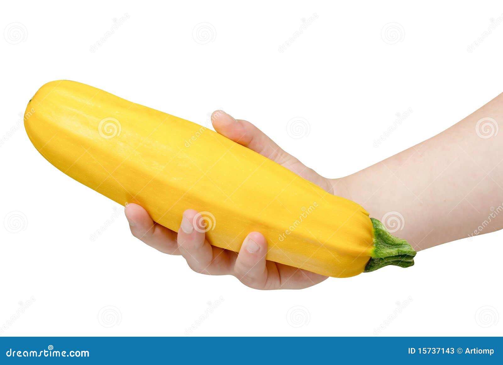 Yellow Marrow (Zucchini) in Human Hand Stock Image - Image of spotted ...