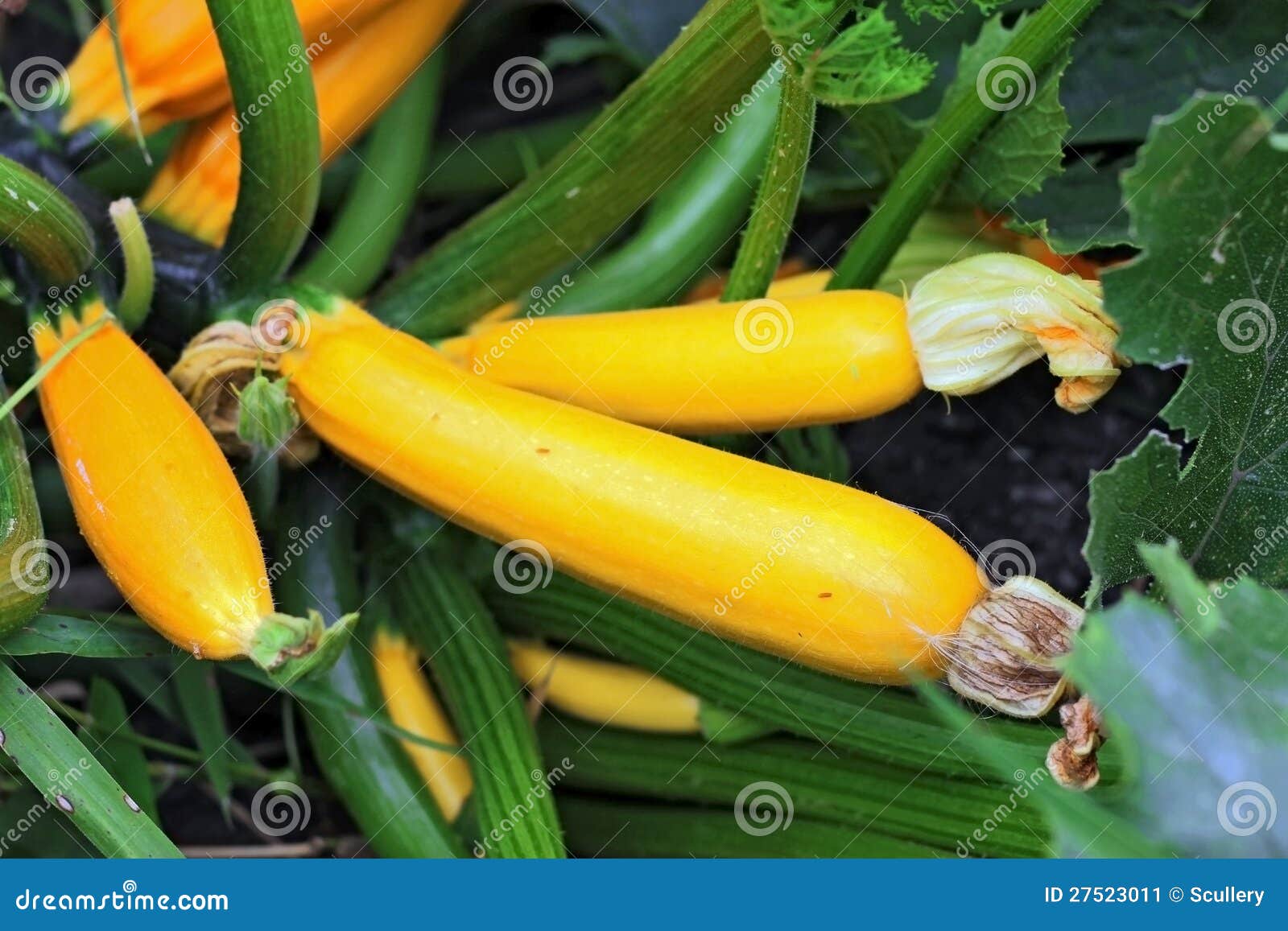 Yellow Marrows Growing on the Bed Stock Image - Image of summertime ...