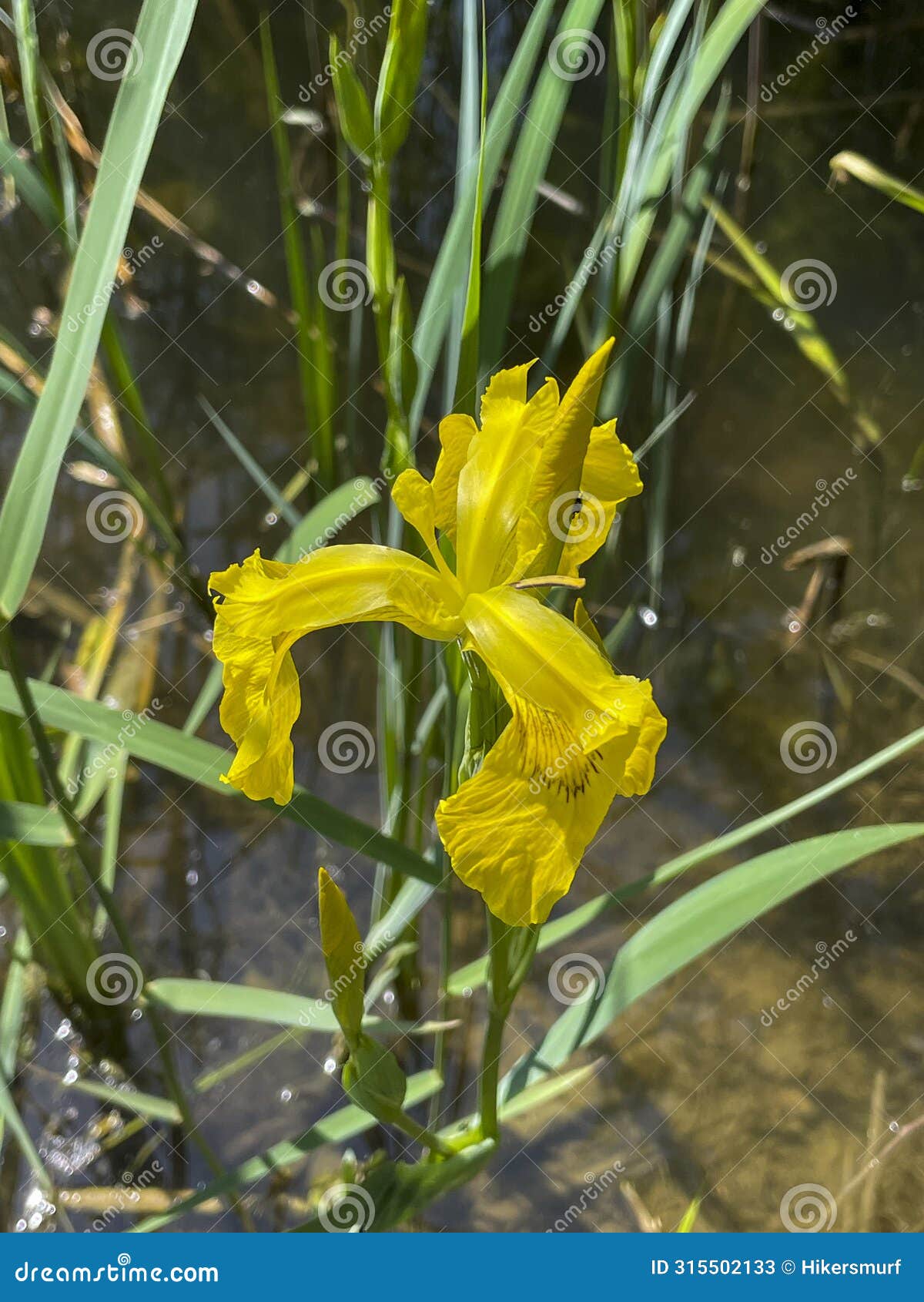 Yellow Marsh Iris Iris Pseudacorus Growing at the Edge of a Pond Stock ...