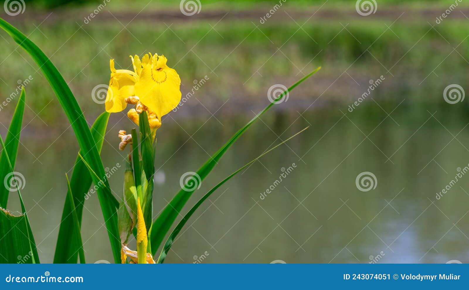 Yellow Marsh Iris Near the River on a Blurred Background Stock Image ...