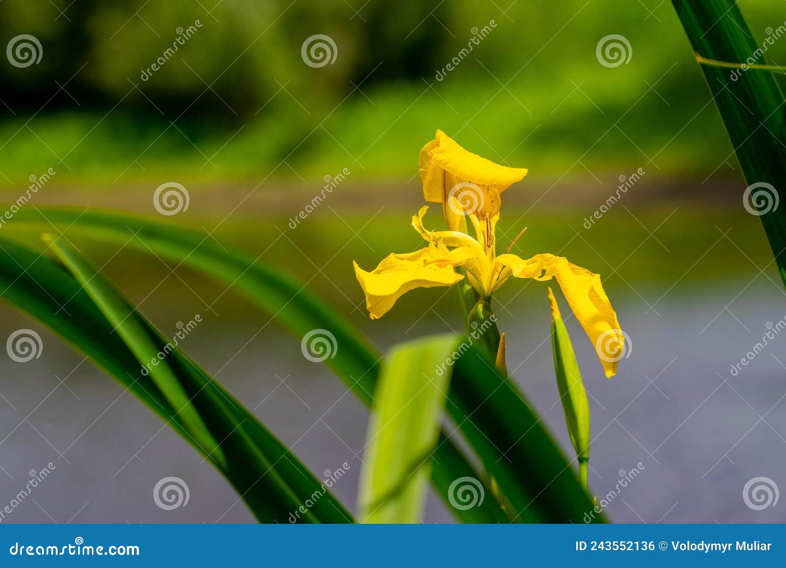 Yellow Marsh Iris Near the River on a Blurred Background Stock Photo ...