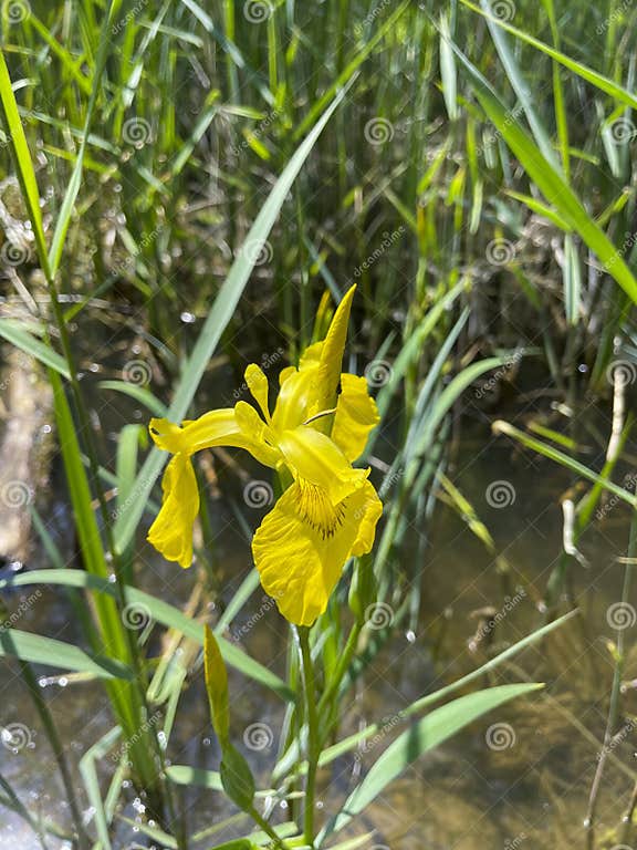 Yellow Marsh Iris Iris Pseudacorus Growing at the Edge of a Pond Stock ...