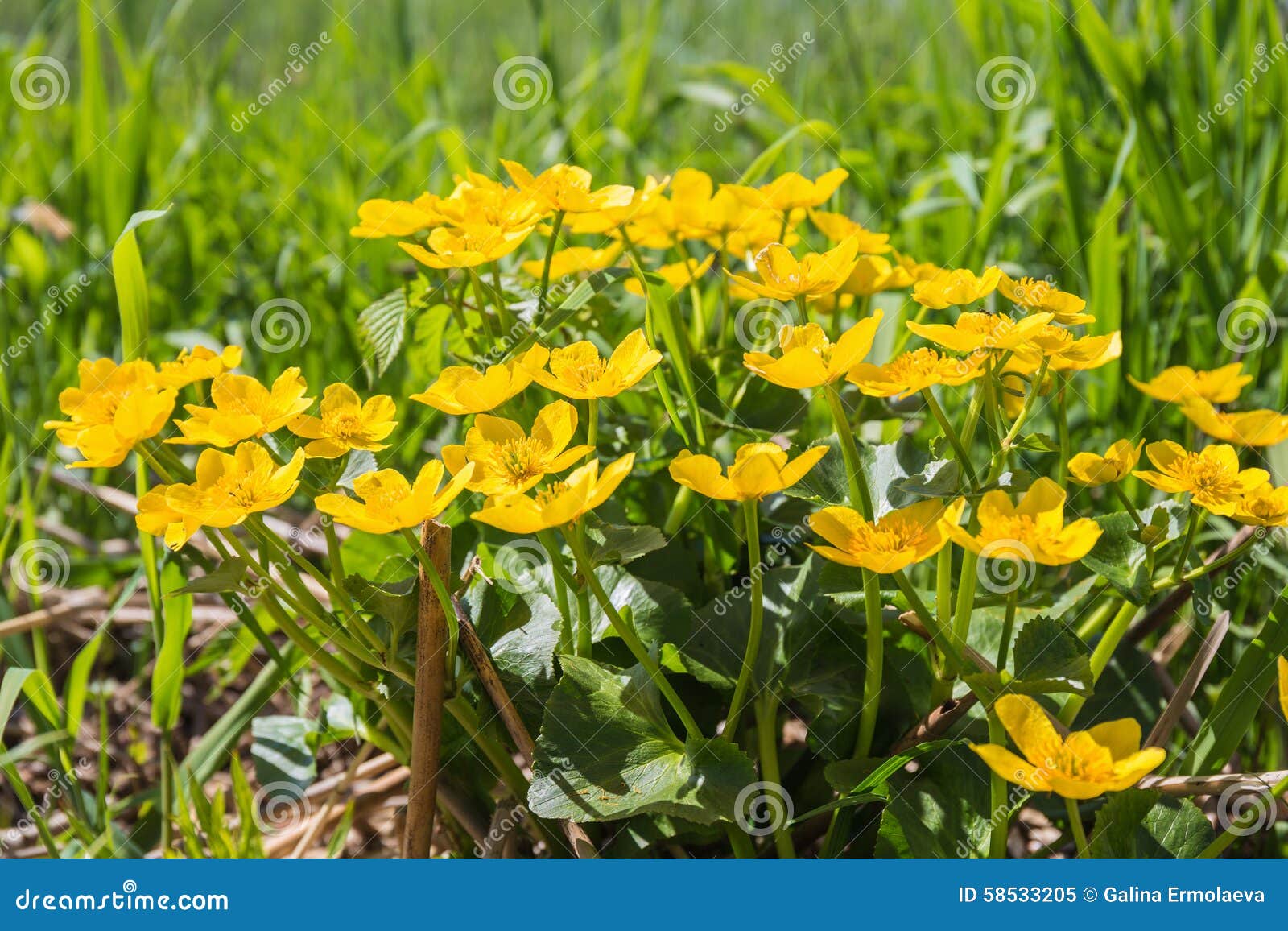 Yellow Marsh Marigold King Cup Plant Caltha Palustris Royalty-Free ...