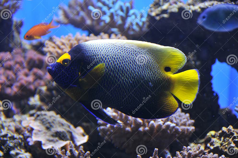 Yellow mask angelfish stock image. Image of scuba, brightly - 7787403