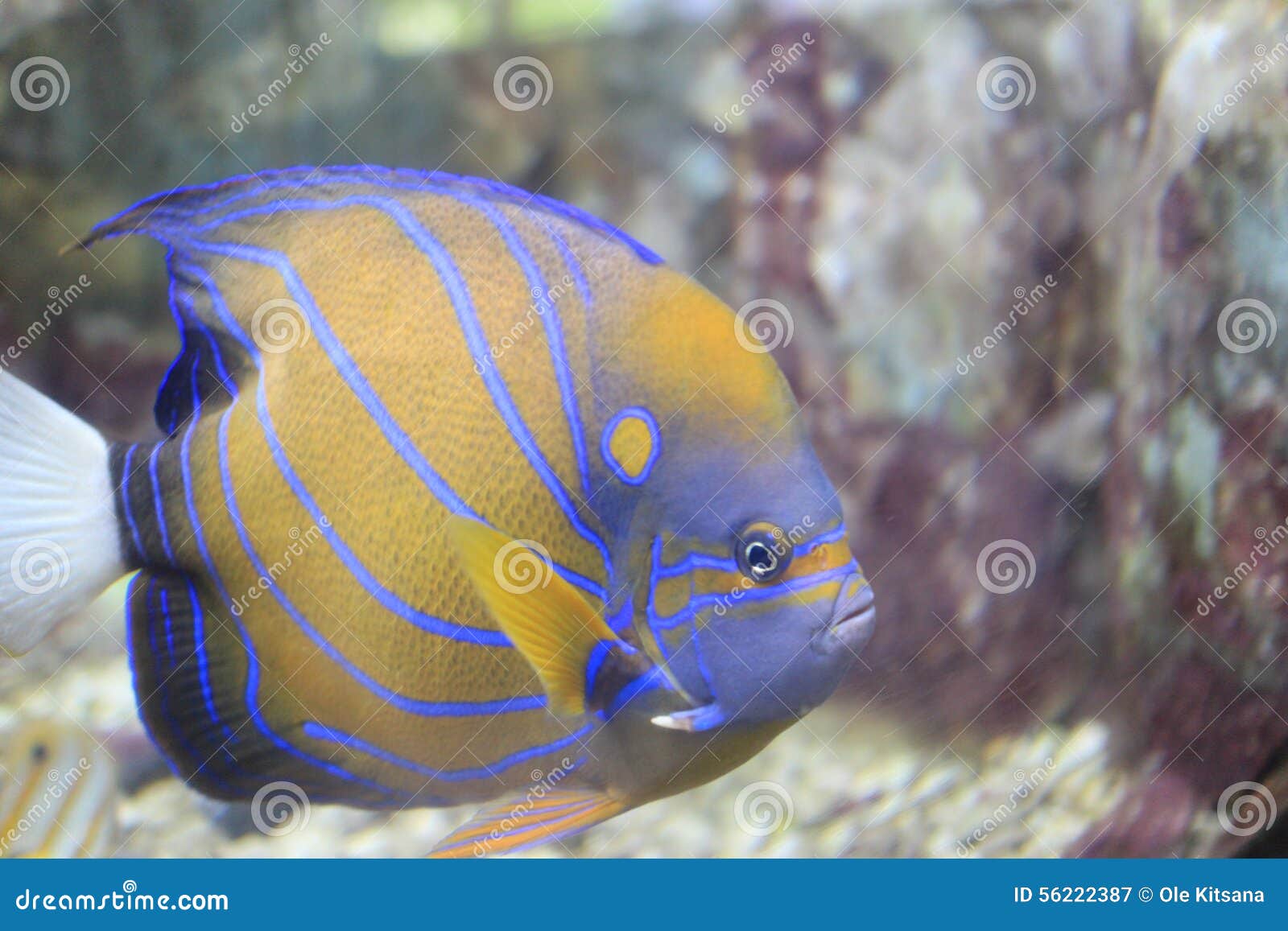 Yellow mask angelfish stock image. Image of mask, yellow - 56222387