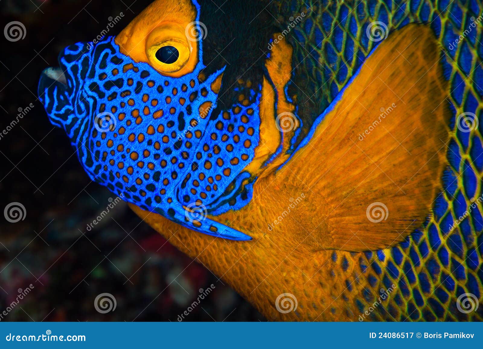 Yellow-mask Angelfish, Maldives Stock Image - Image of angelfish, coral ...