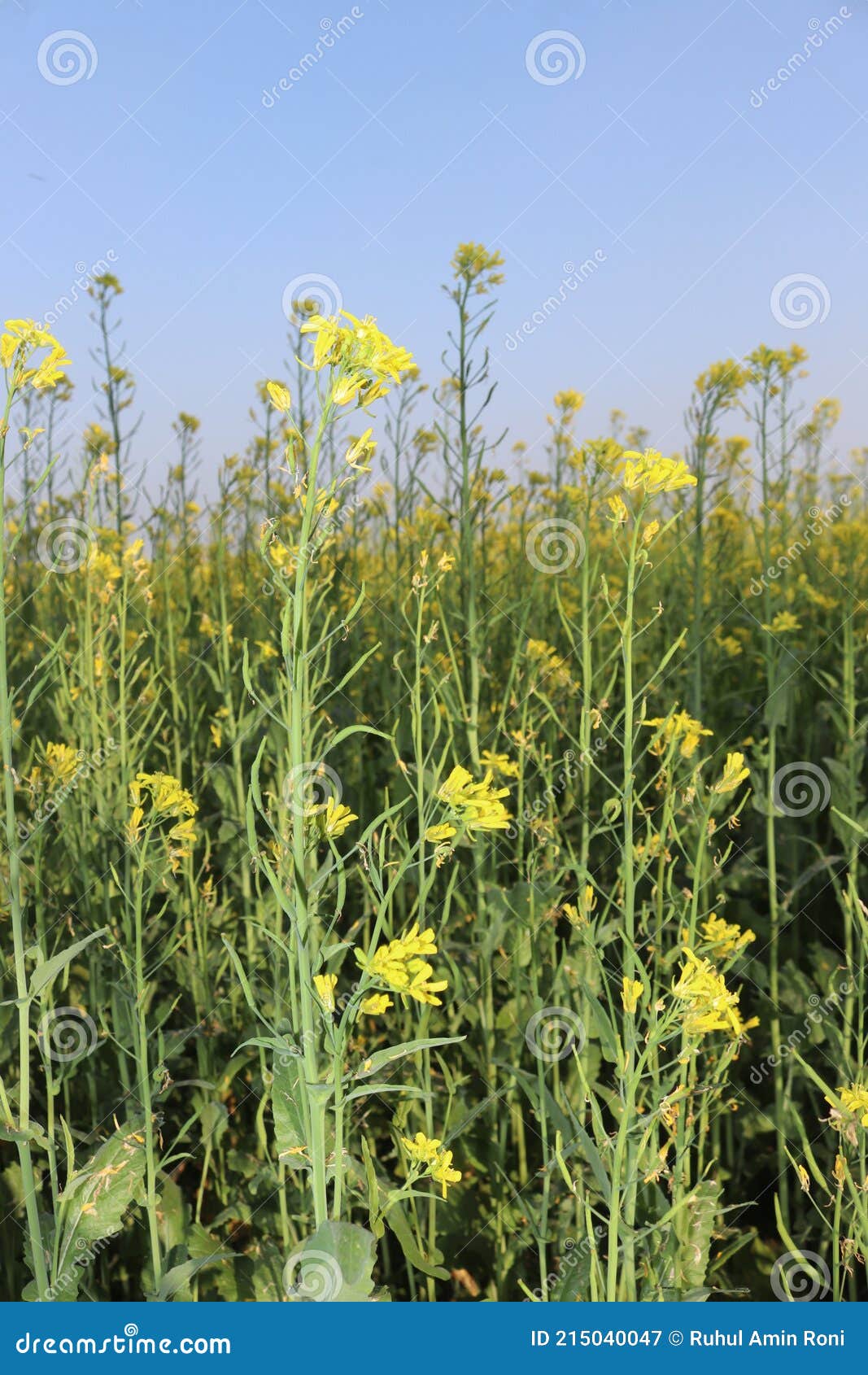 Yellow Master Seed Flower in the Field Stock Image - Image of plant ...