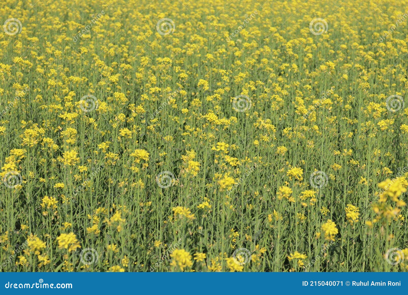 Yellow Master Seed Flower in the Field Stock Image - Image of plant ...