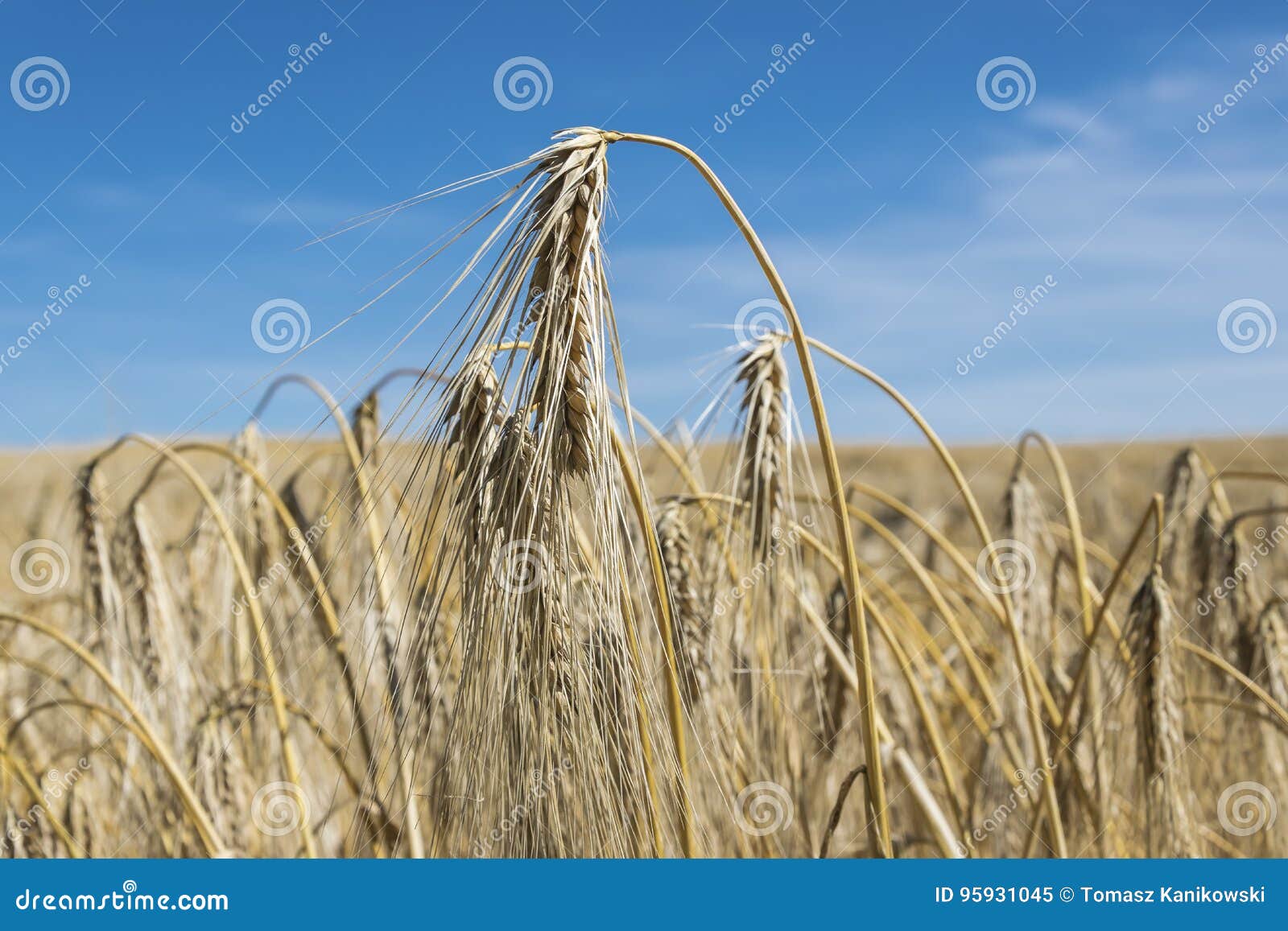 Yellow, mature barley stock image. Image of heaven, harvest - 95931045