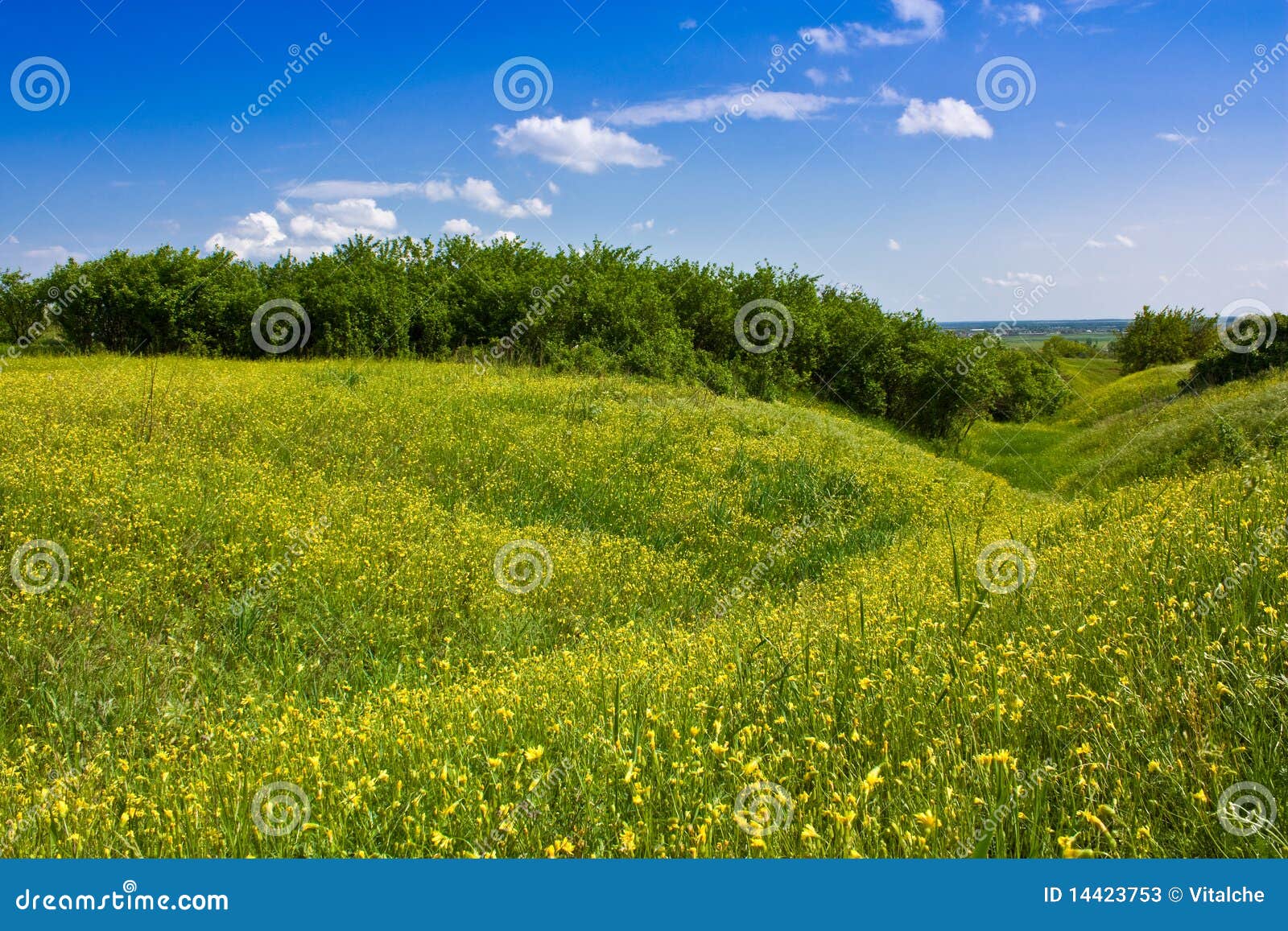 Yellow Meadow Ant, Lasius Flavus, Queens Emerging From Ground About To ...
