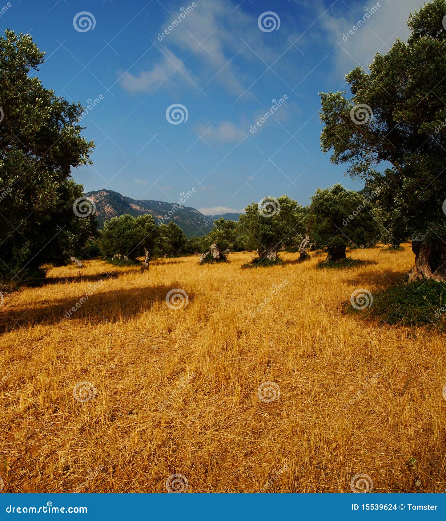 Yellow Meadow Ant, Lasius Flavus, Queens Emerging From Ground About To ...