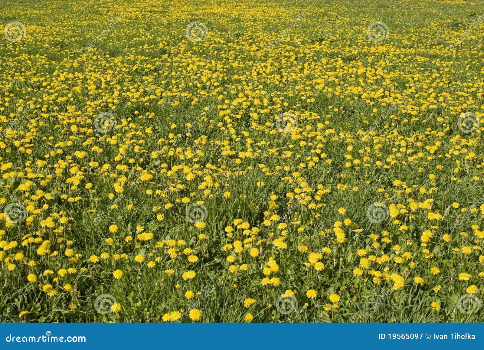 Yellow meadow stock image. Image of nature, plant, green - 19565097