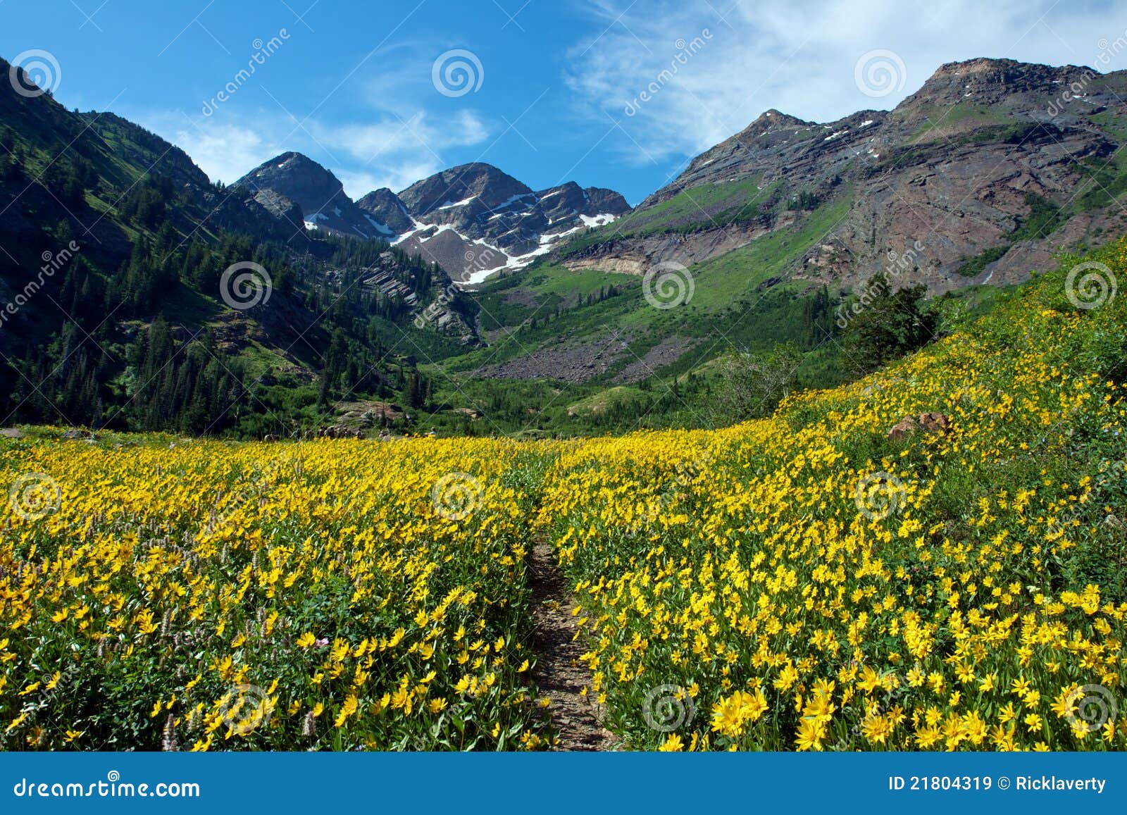 Yellow Meadow Ant, Lasius Flavus, Queens Emerging From Ground About To ...