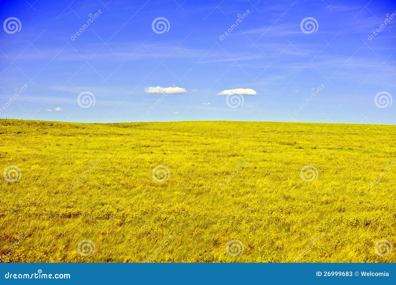 Yellow Meadow stock image. Image of clouds, lands, yellowish - 26999683