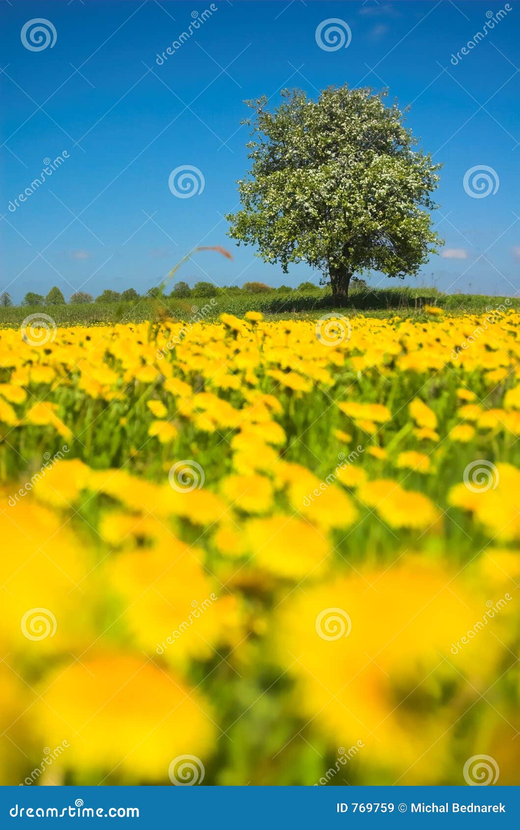 Yellow meadow stock image. Image of grassy, yellow, field - 769759