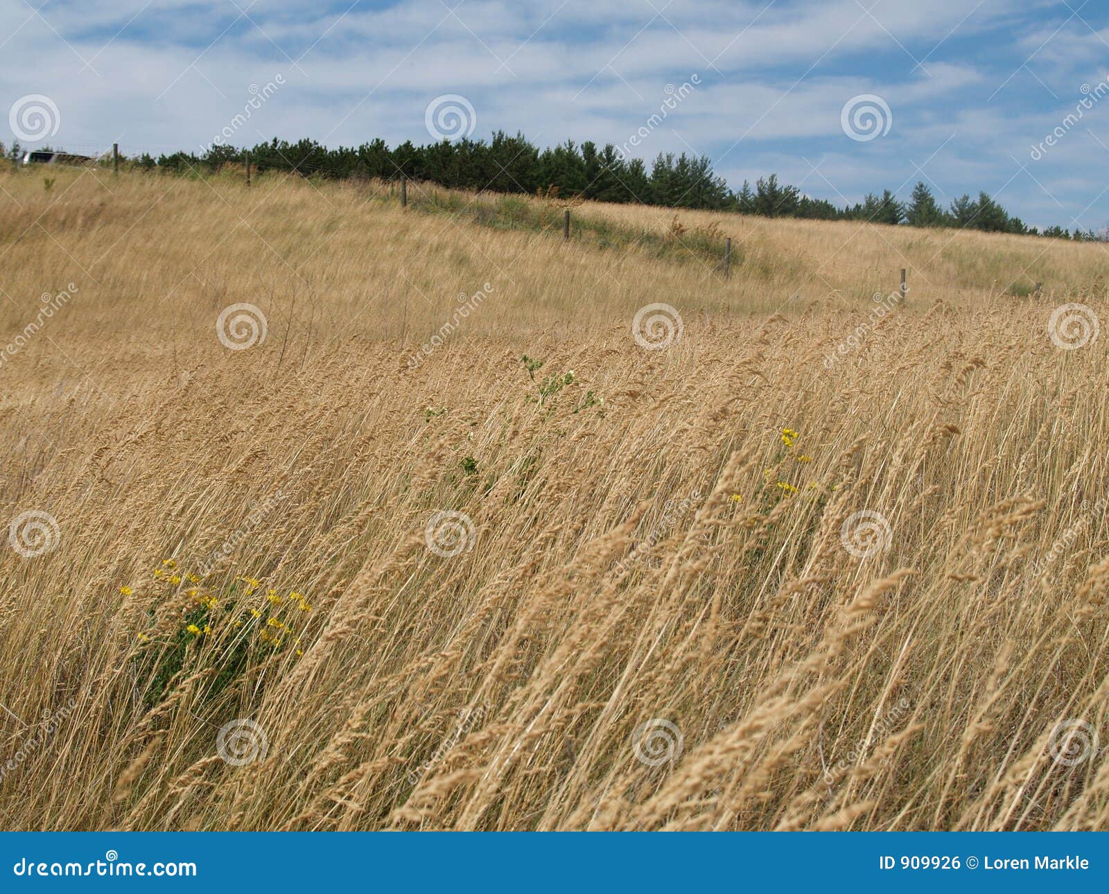 Yellow Meadow stock photo. Image of land, territory, pasture - 909926