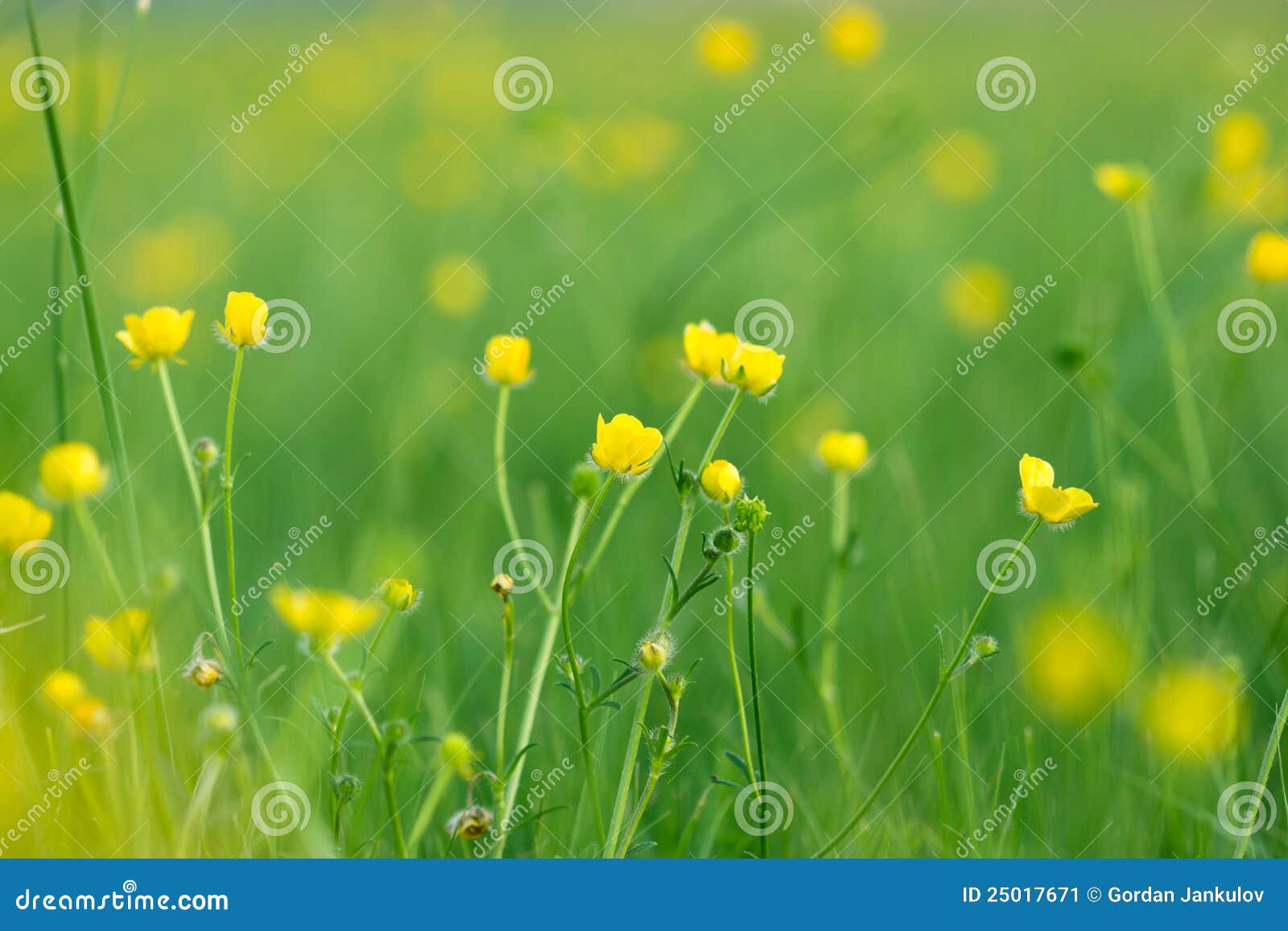 Yellow meadow flower stock image. Image of field, grow - 25017671