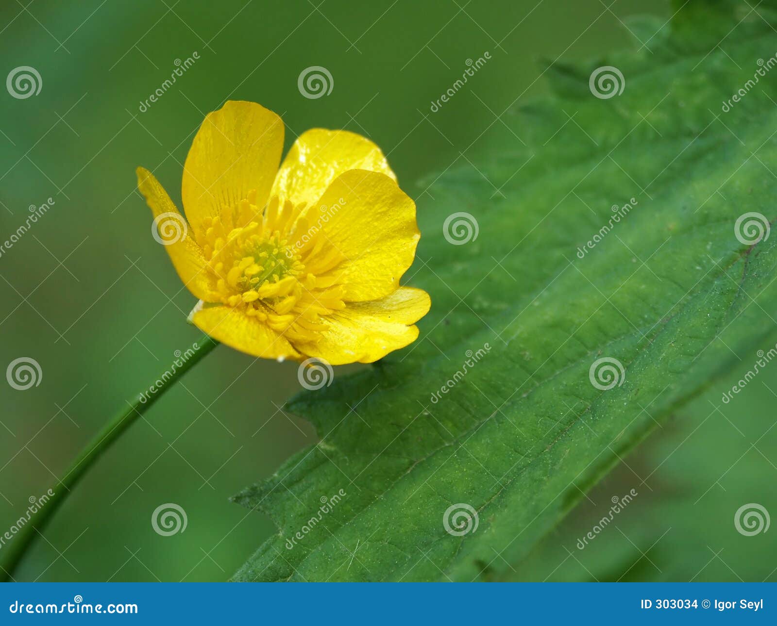 Yellow meadow flower stock photo. Image of grass, nature - 303034