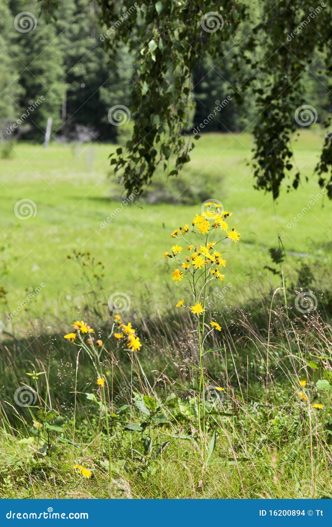 Yellow meadow flowers stock photo. Image of blossoms - 16200894