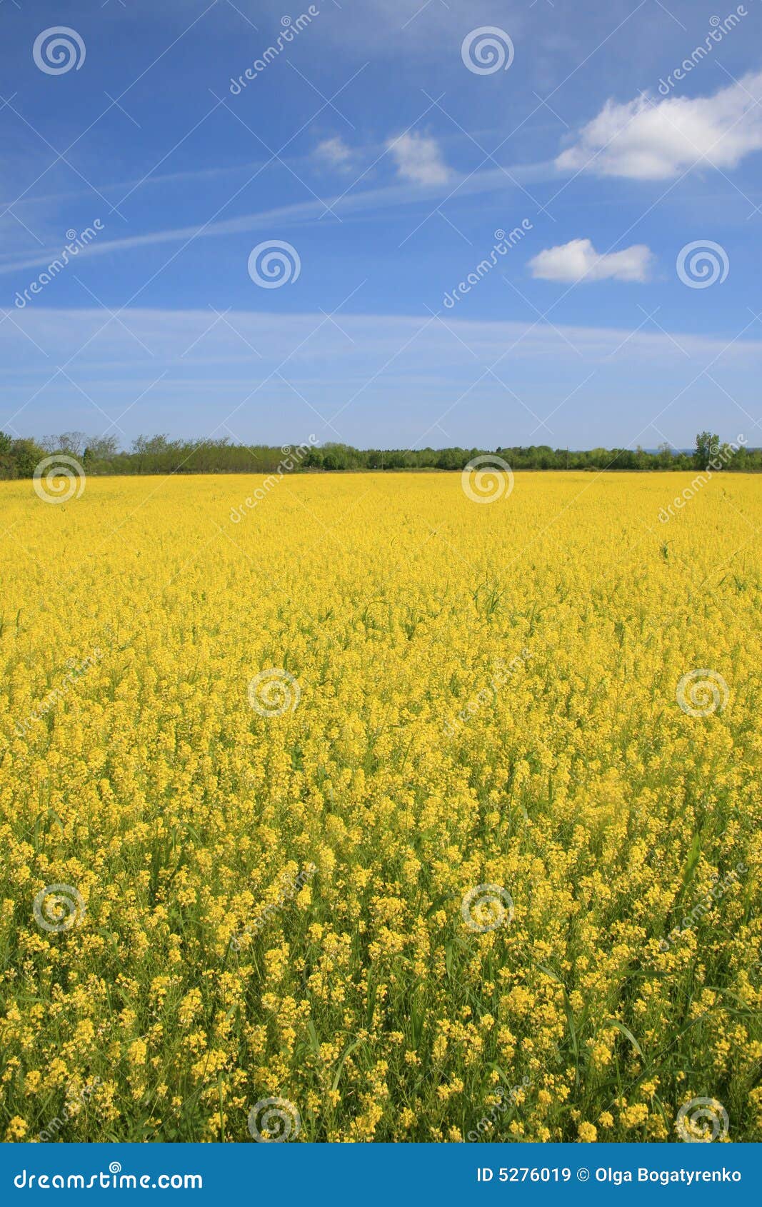 Yellow Meadow of Flowers stock image. Image of colorful - 5276019